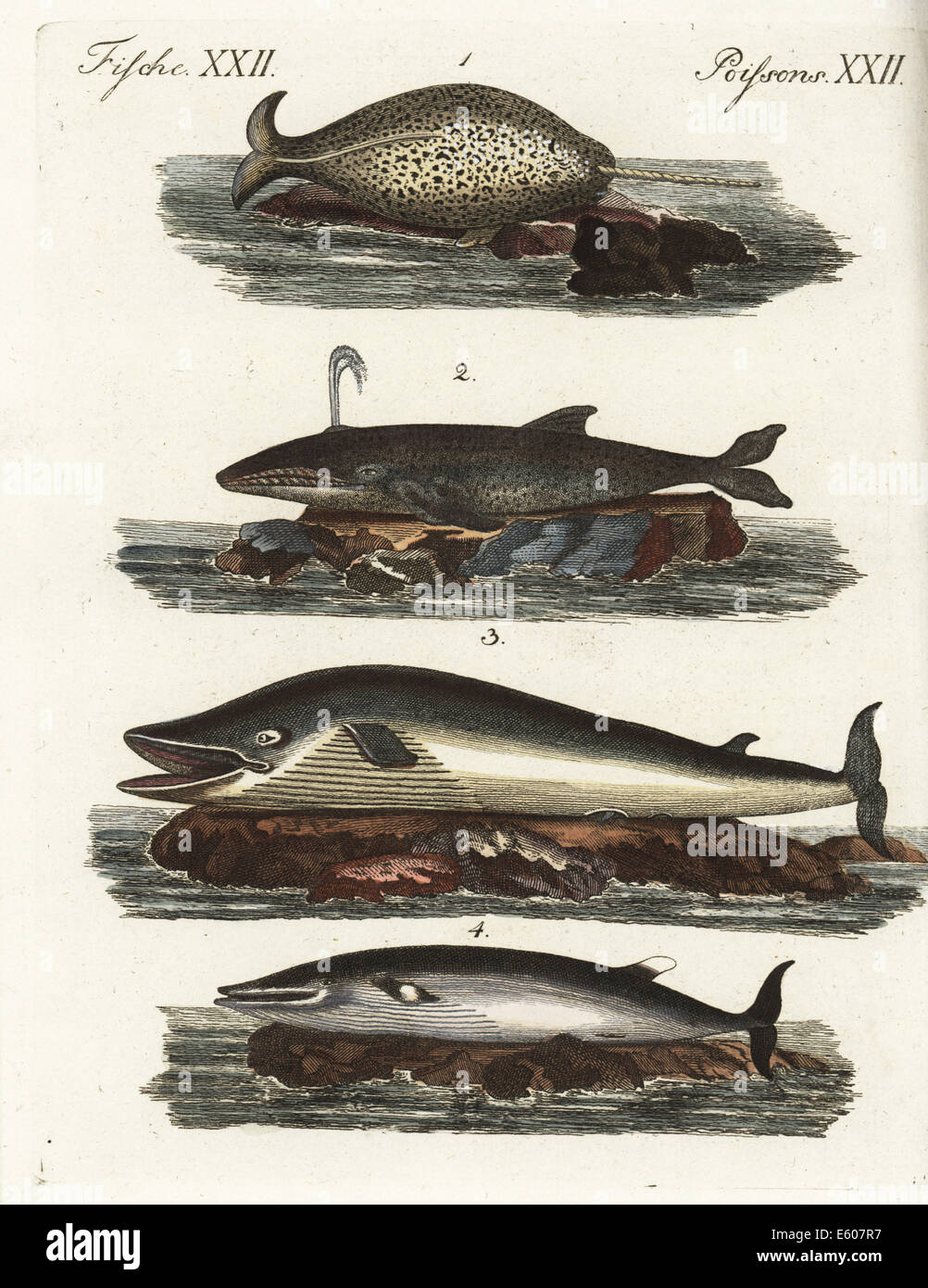 Balaena rostrata -Fotos und -Bildmaterial in hoher Auflösung – Alamy