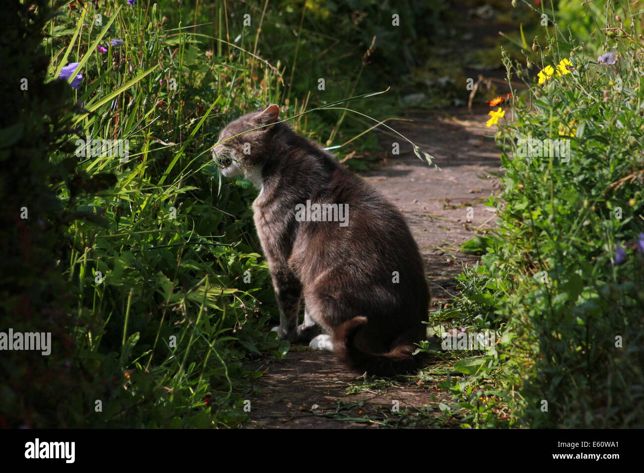 Katzengras riechen -Fotos und -Bildmaterial in hoher Auflösung – Alamy