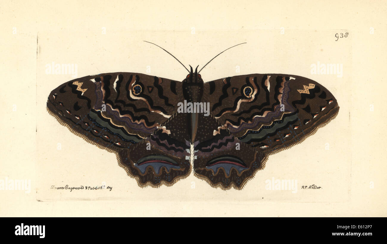 Schwarze hexenmotte ascalapha odorata -Fotos und -Bildmaterial in hoher ...