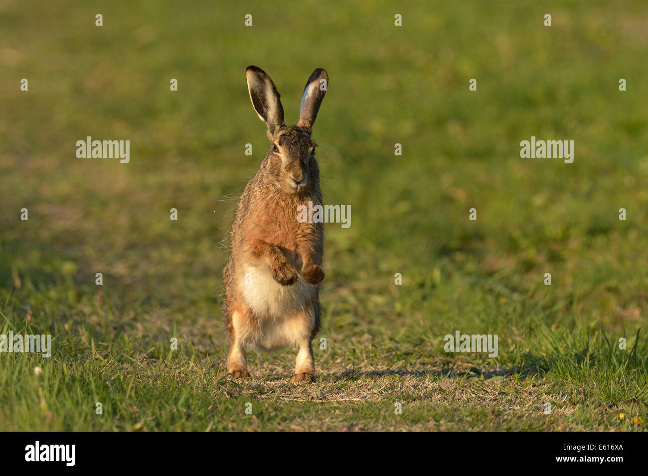 European Hare Lepus Europaeus Standing Stockfotos und -bilder Kaufen ...