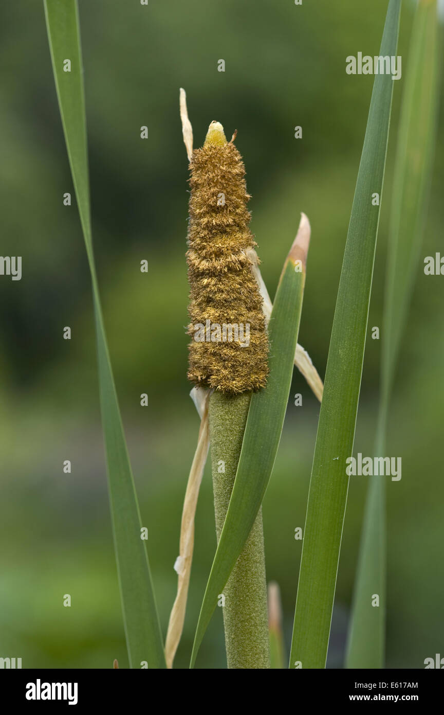 Typha shuttleworthii -Fotos und -Bildmaterial in hoher Auflösung – Alamy
