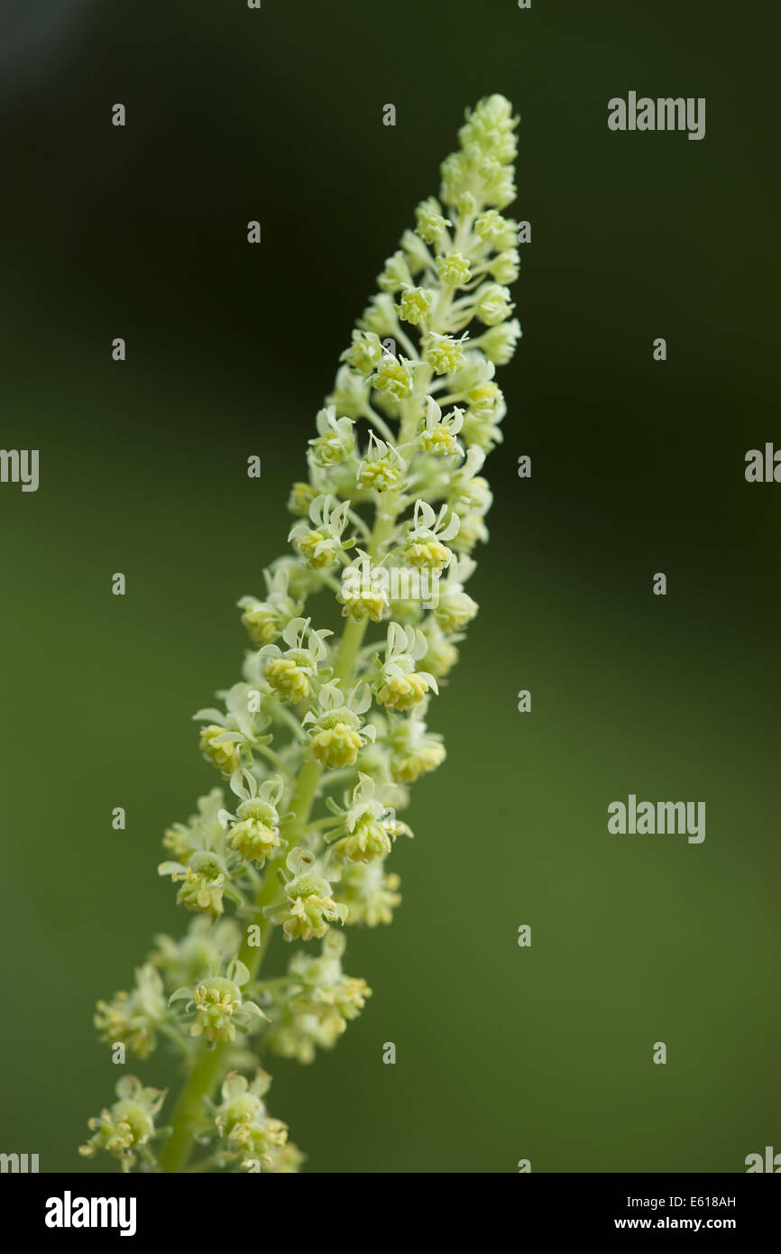 Reseda flower -Fotos und -Bildmaterial in hoher Auflösung – Alamy
