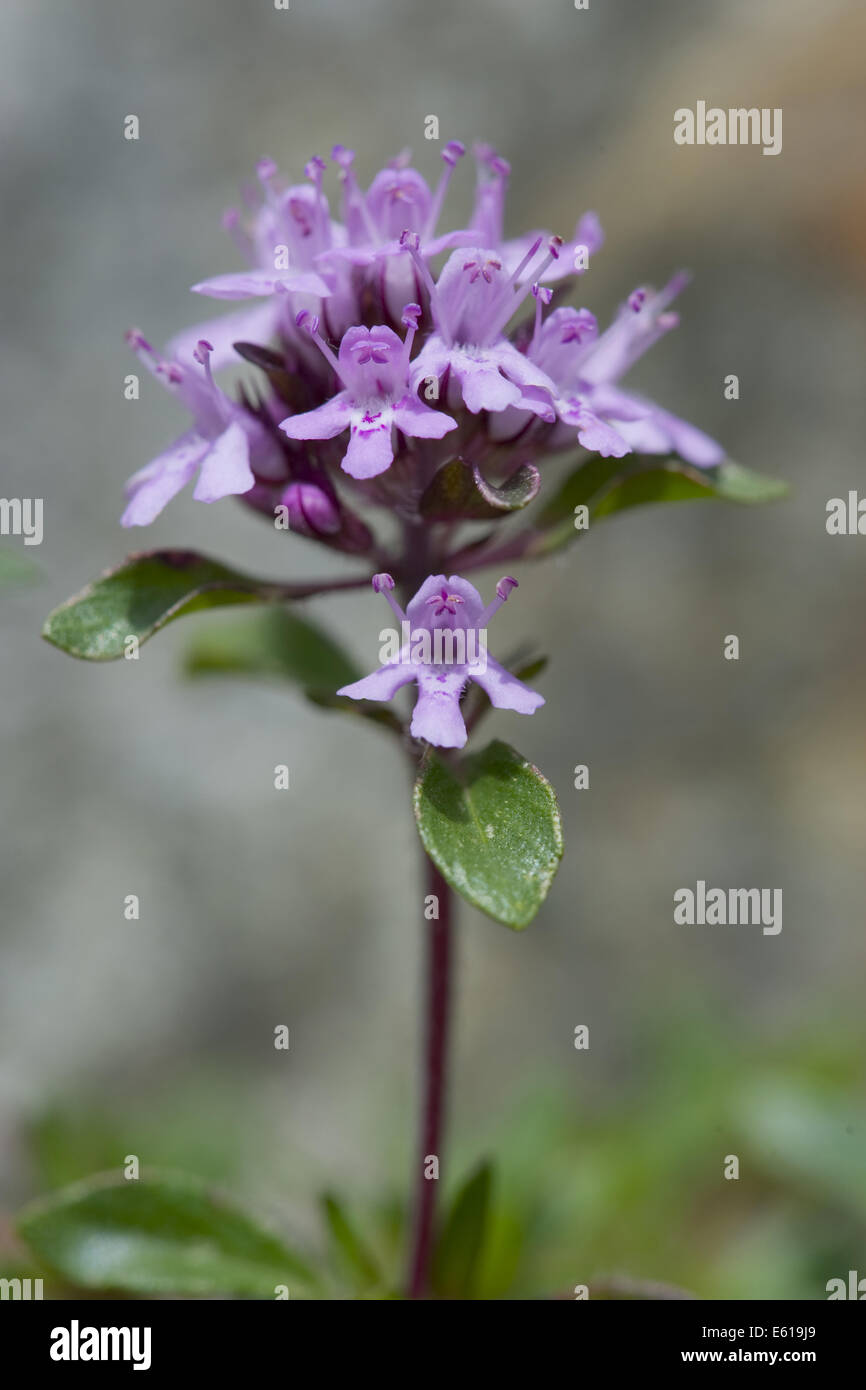 Kriechender Thymian, Thymus Praecox SSP. polytrichus Stockfotografie ...
