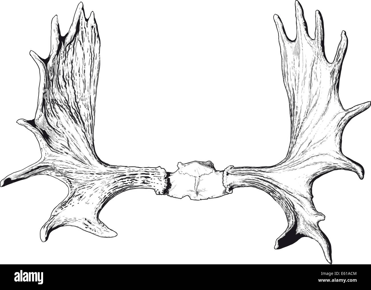 Großes geweih hirschschädel -Fotos und -Bildmaterial in hoher Auflösung ...