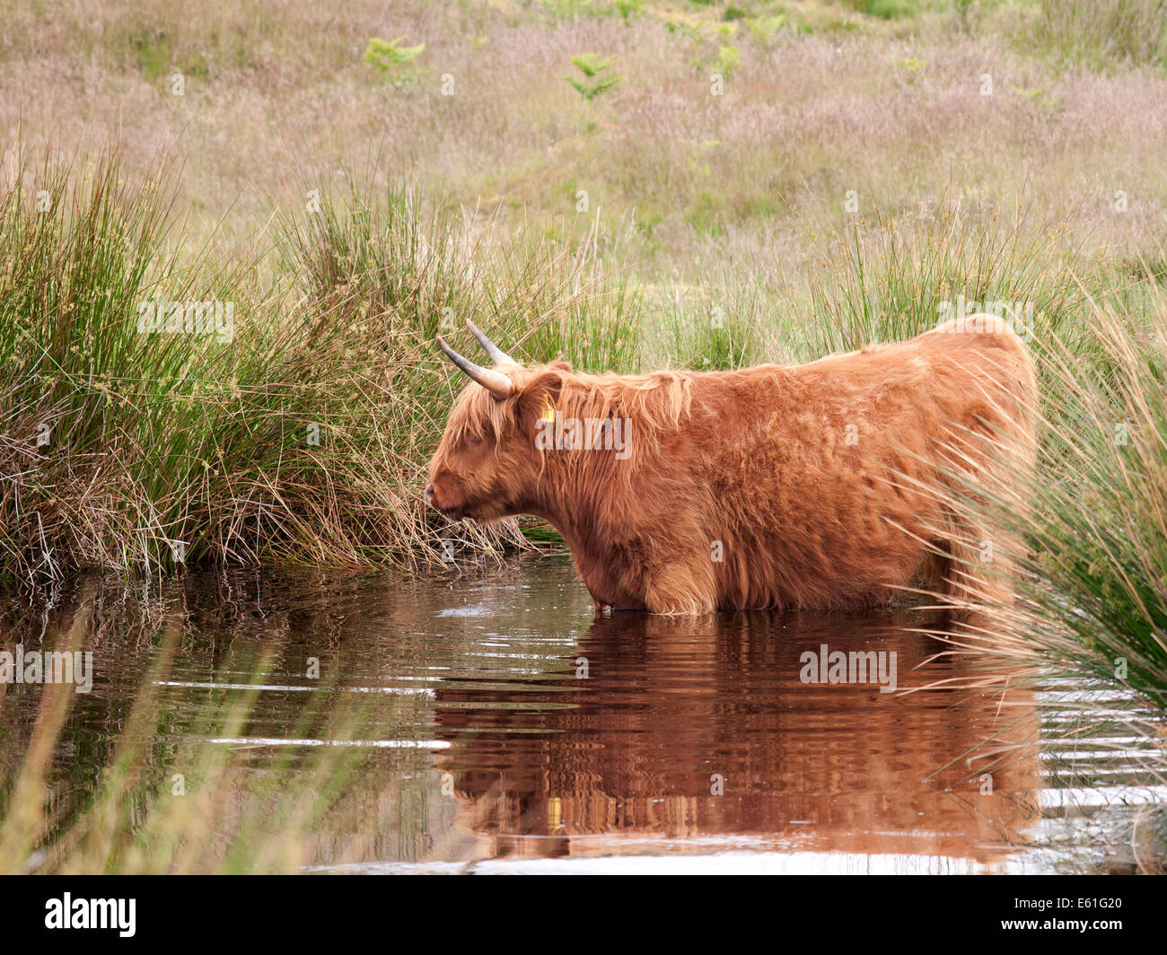 Kuh hochland bos stier -Fotos und -Bildmaterial in hoher Auflösung – Alamy