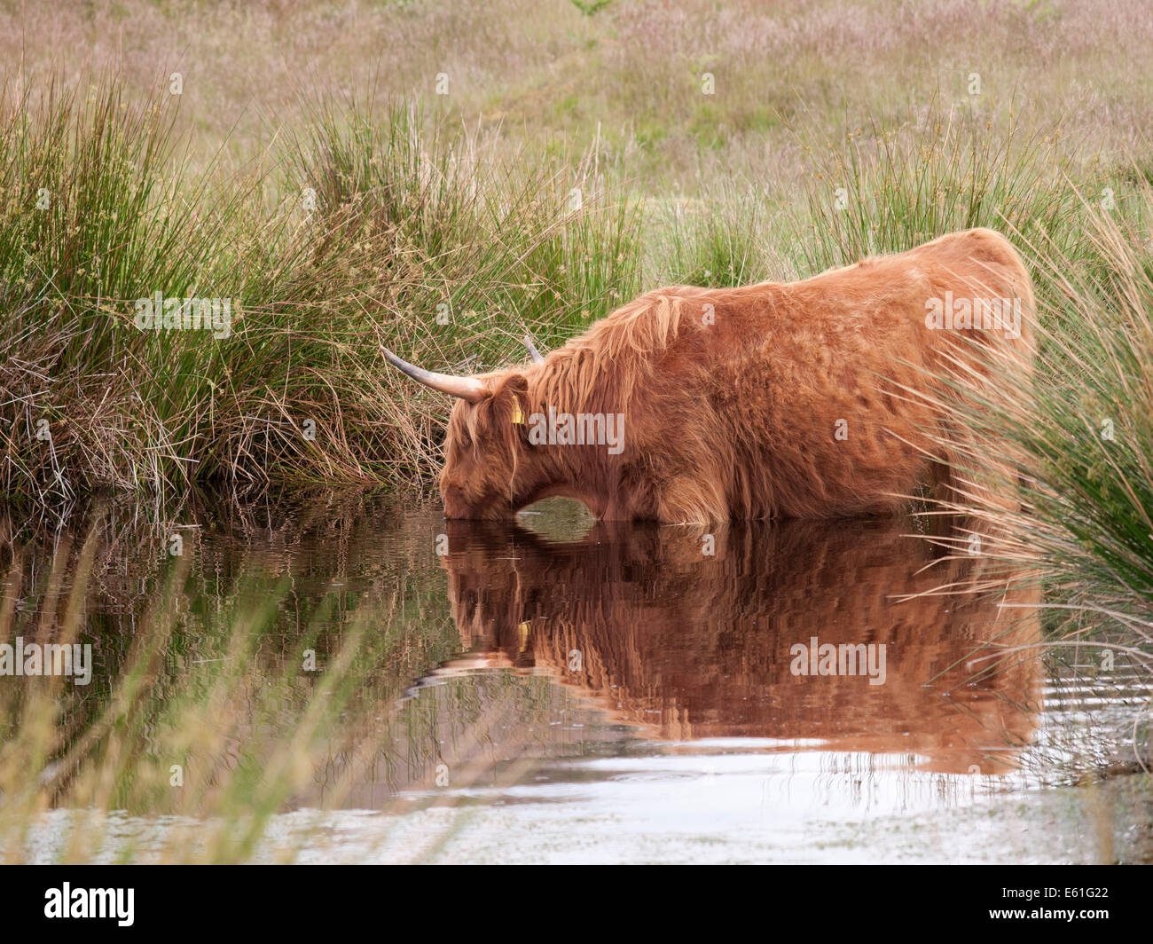 Kuh hochland bos stier -Fotos und -Bildmaterial in hoher Auflösung – Alamy
