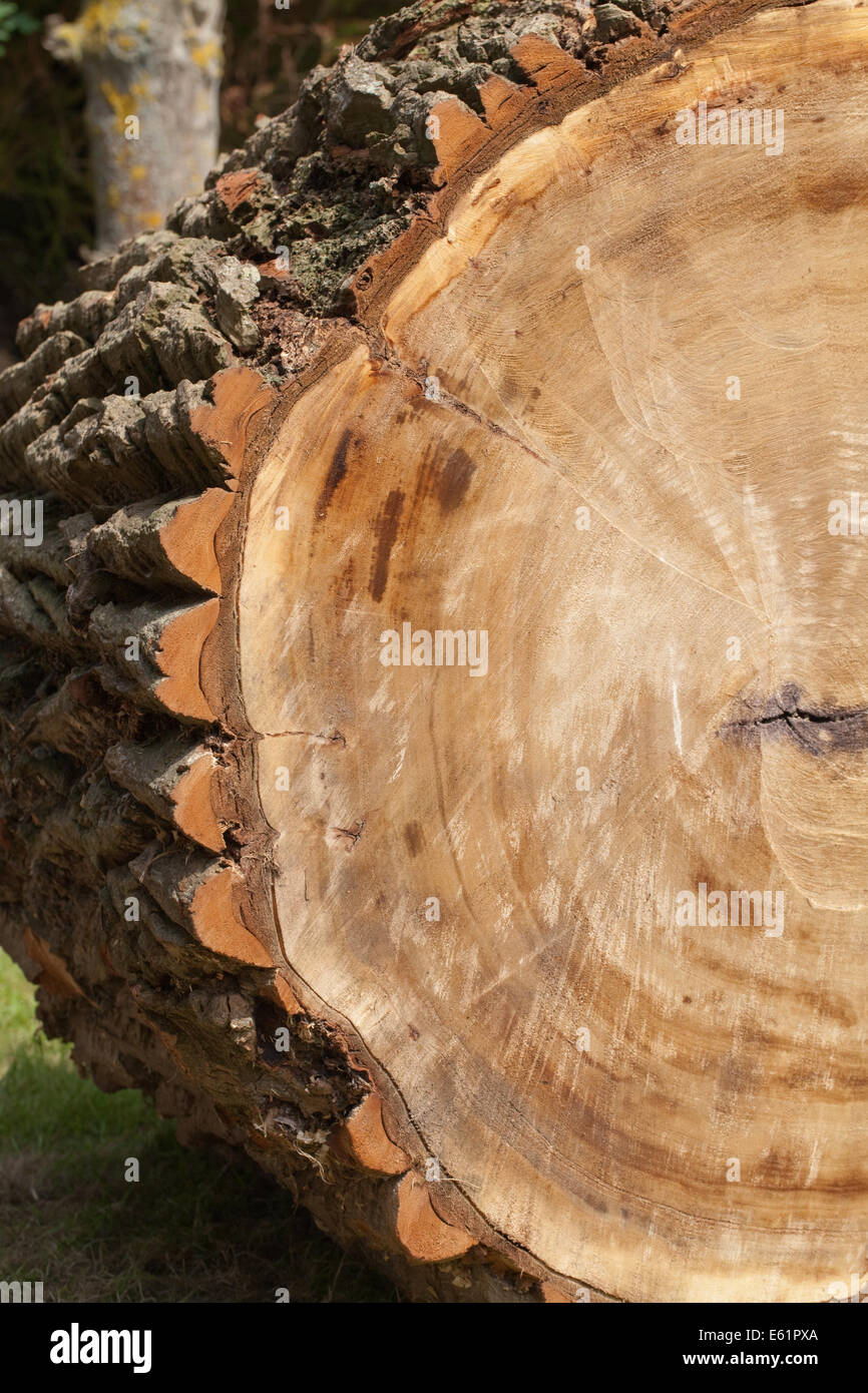 Schwarz-Pappel (Populus Nigra). Querschnitt des vor kurzem Schnitt und ...