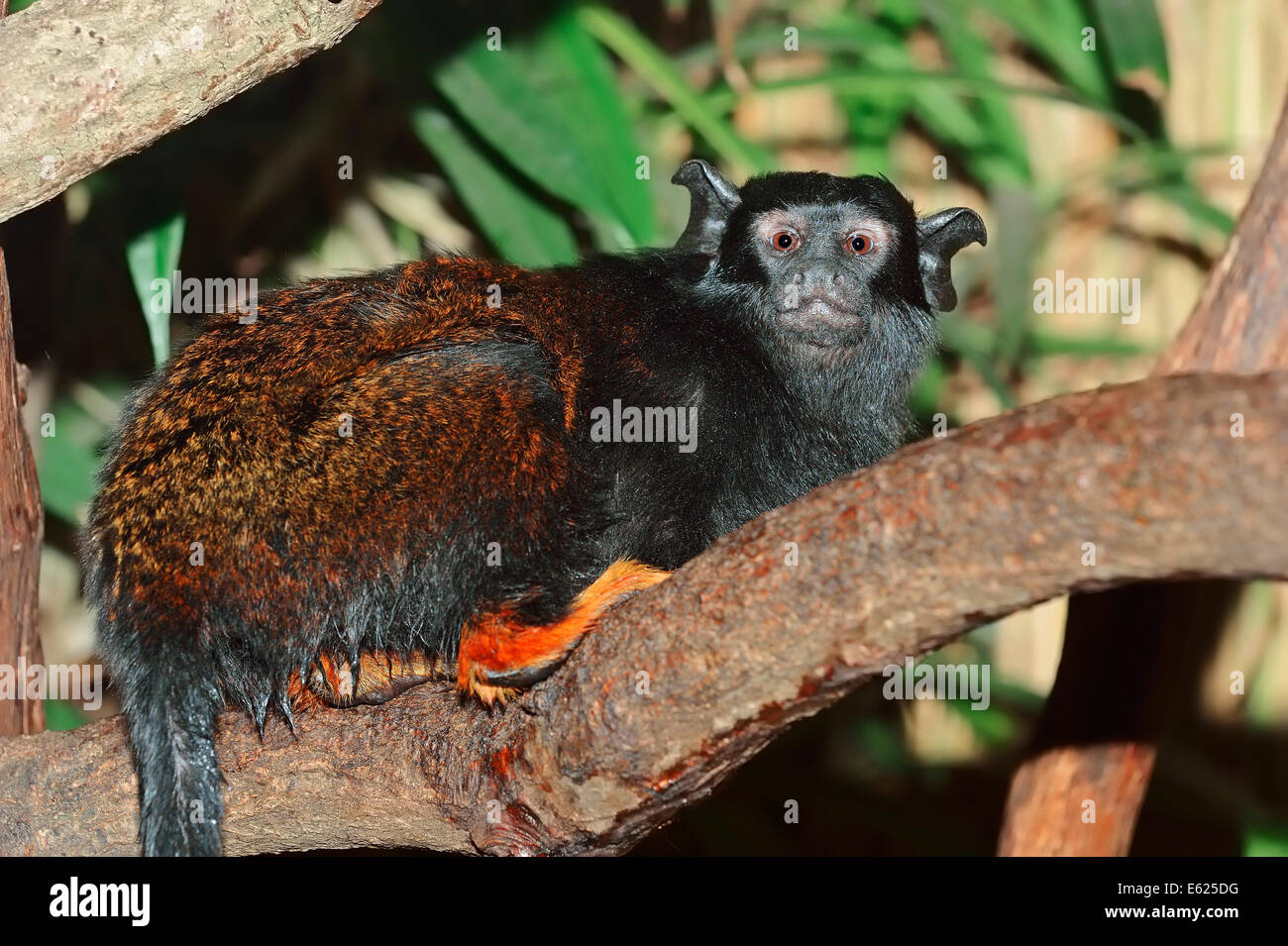 Rothändige Tamarin, Negro Tamarin, Golden-handed Tamarin oder Midas ...