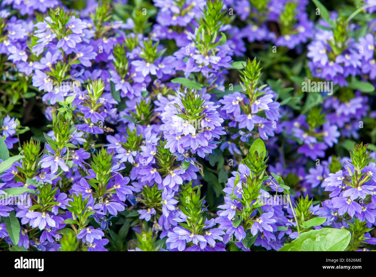 Faecher blume -Fotos und -Bildmaterial in hoher Auflösung – Alamy