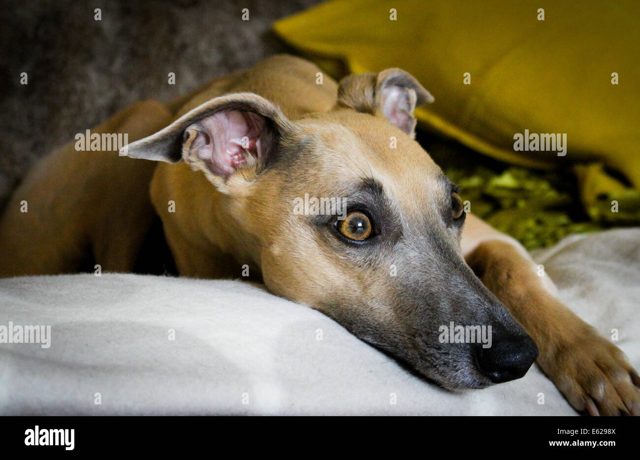 Hund stammbaum -Fotos und -Bildmaterial in hoher Auflösung – Alamy