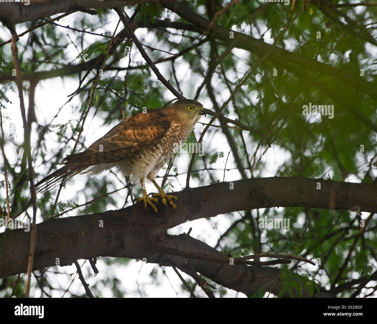 Raubvogel indien -Fotos und -Bildmaterial in hoher Auflösung – Alamy