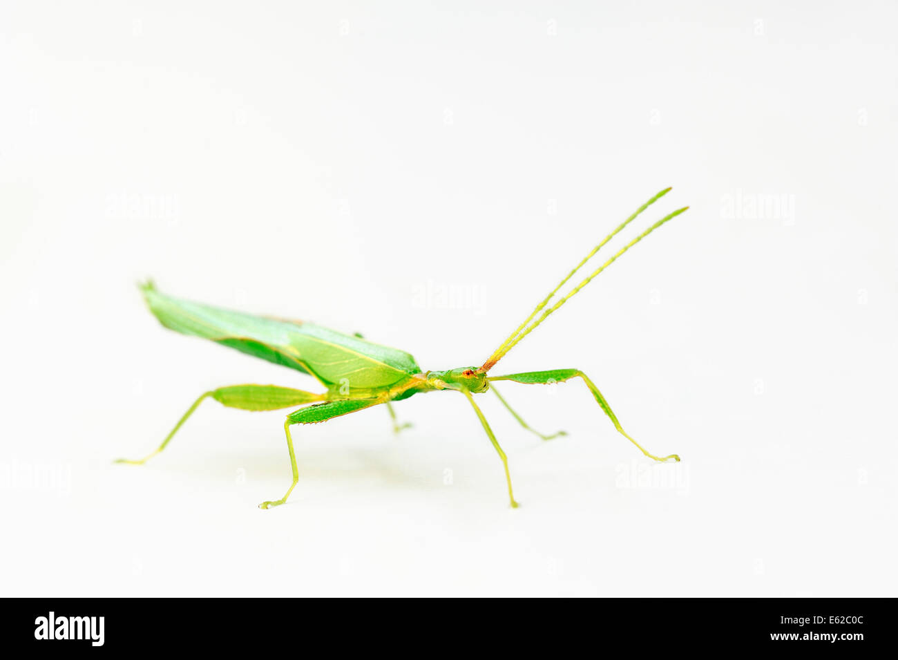 Walking Leaf oder Blatt Insekt (Phyllium Philippinicum, Phyllium ...