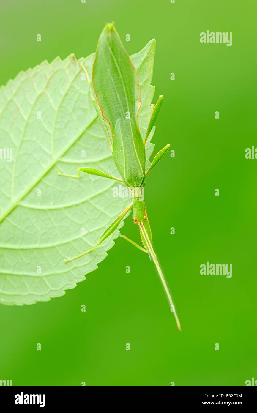 Phyllium siccifolium gruen tiere insekten tiere einzeltier maennlich ...