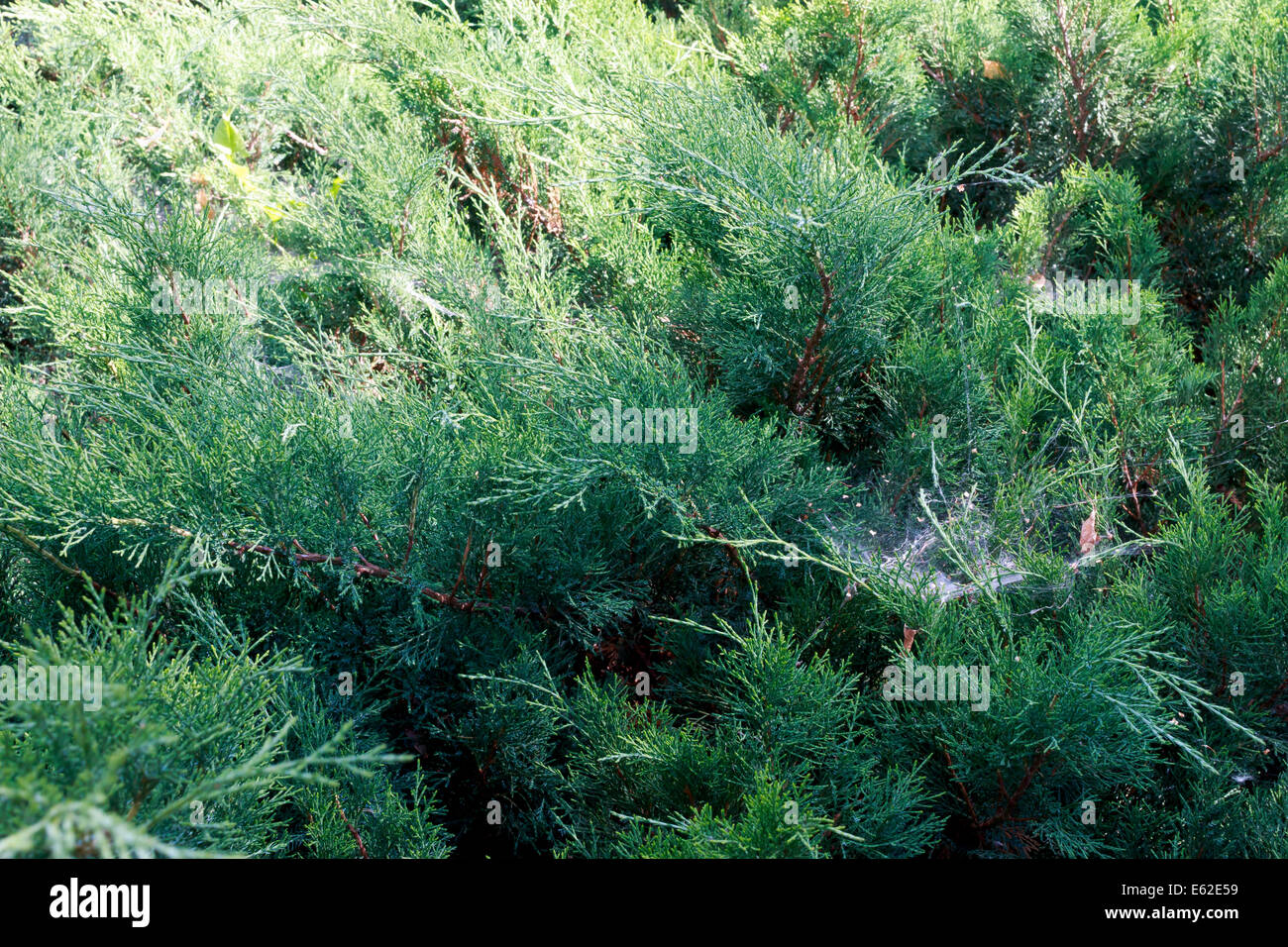 Wacholder, Juniperus Virginiana Hetz Stockfotografie - Alamy
