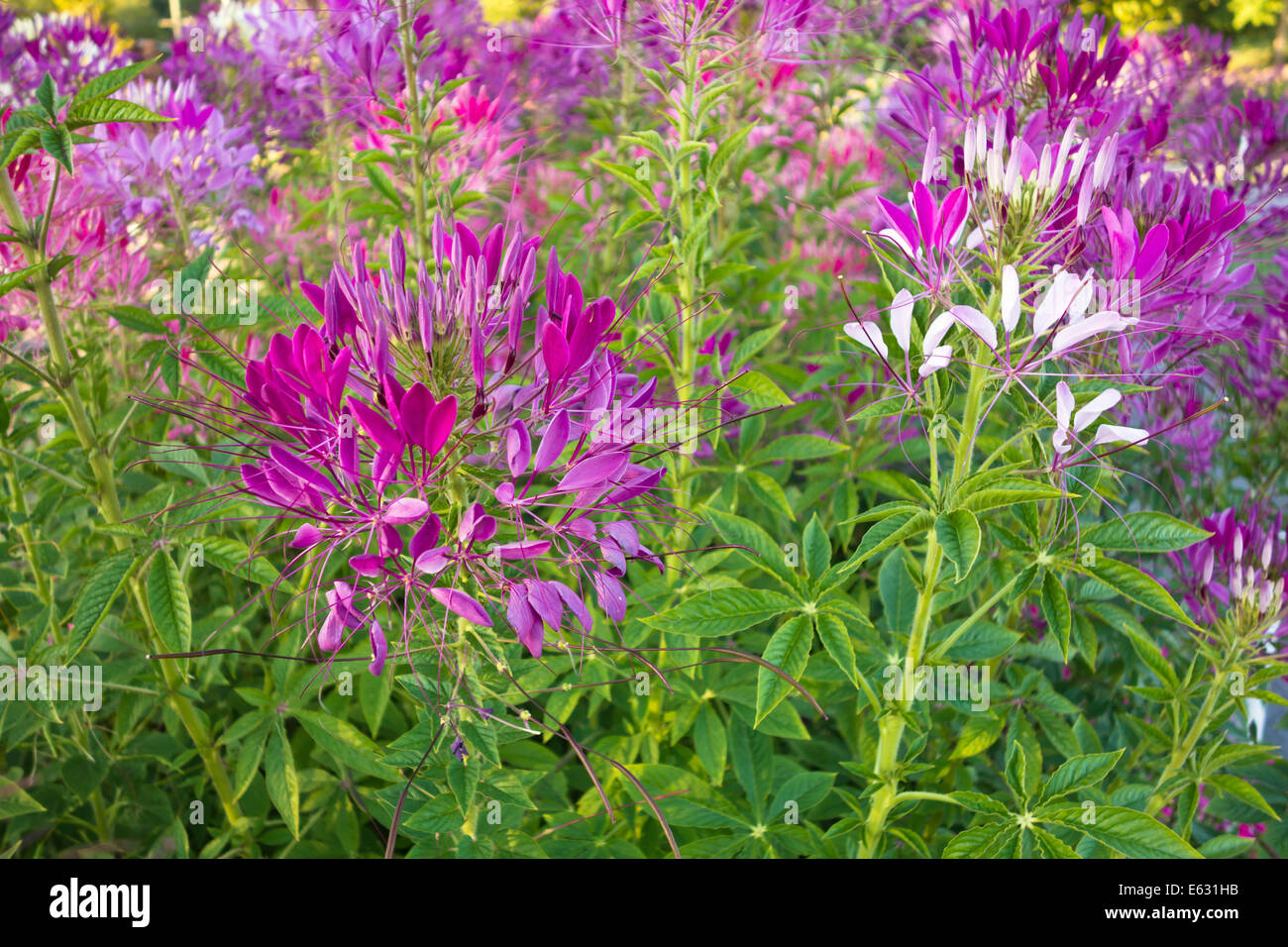 Schöne rosa und weiße Cleome Blumen im Garten. Auch bekannt als Spinne ...