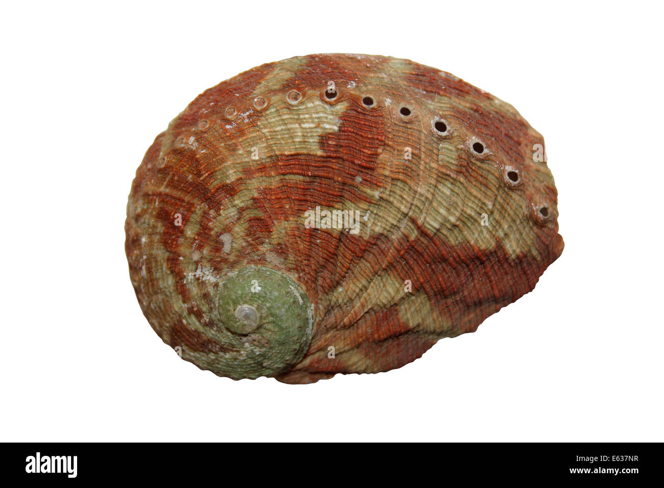 Rundheck Abalone Haliotis cyclobates Stockfotografie - Alamy