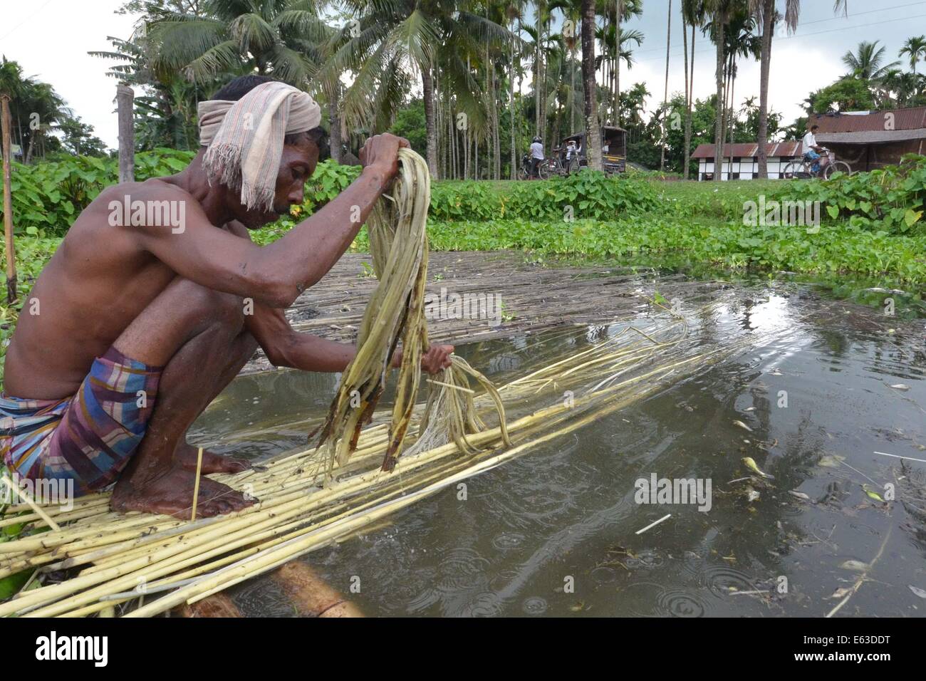 Jute Anbau Stockfotos & Jute Anbau Bilder - Alamy
