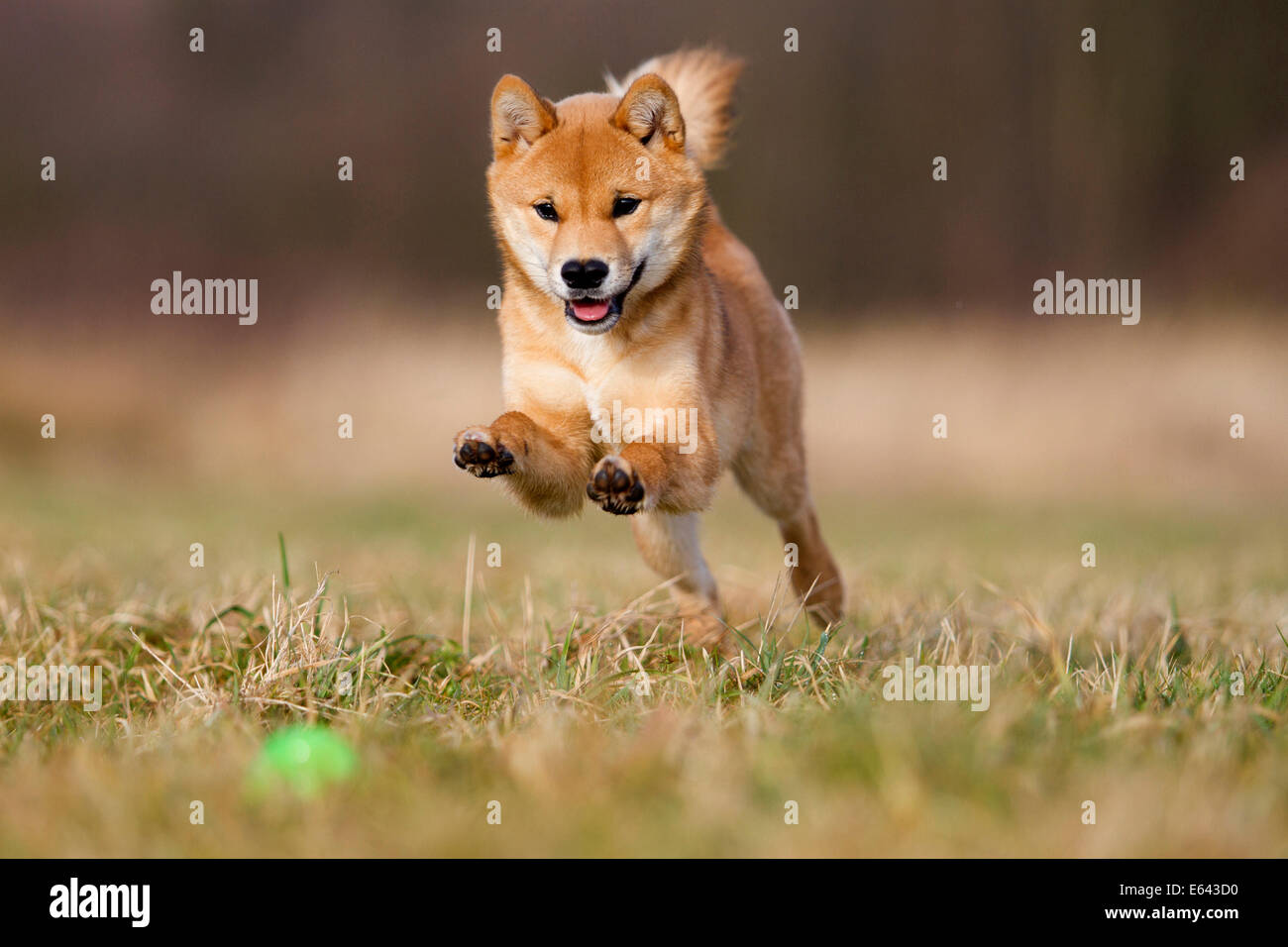 Shiba Inu laufen in Richtung einer Kugel im Rasen. Deutschland ...