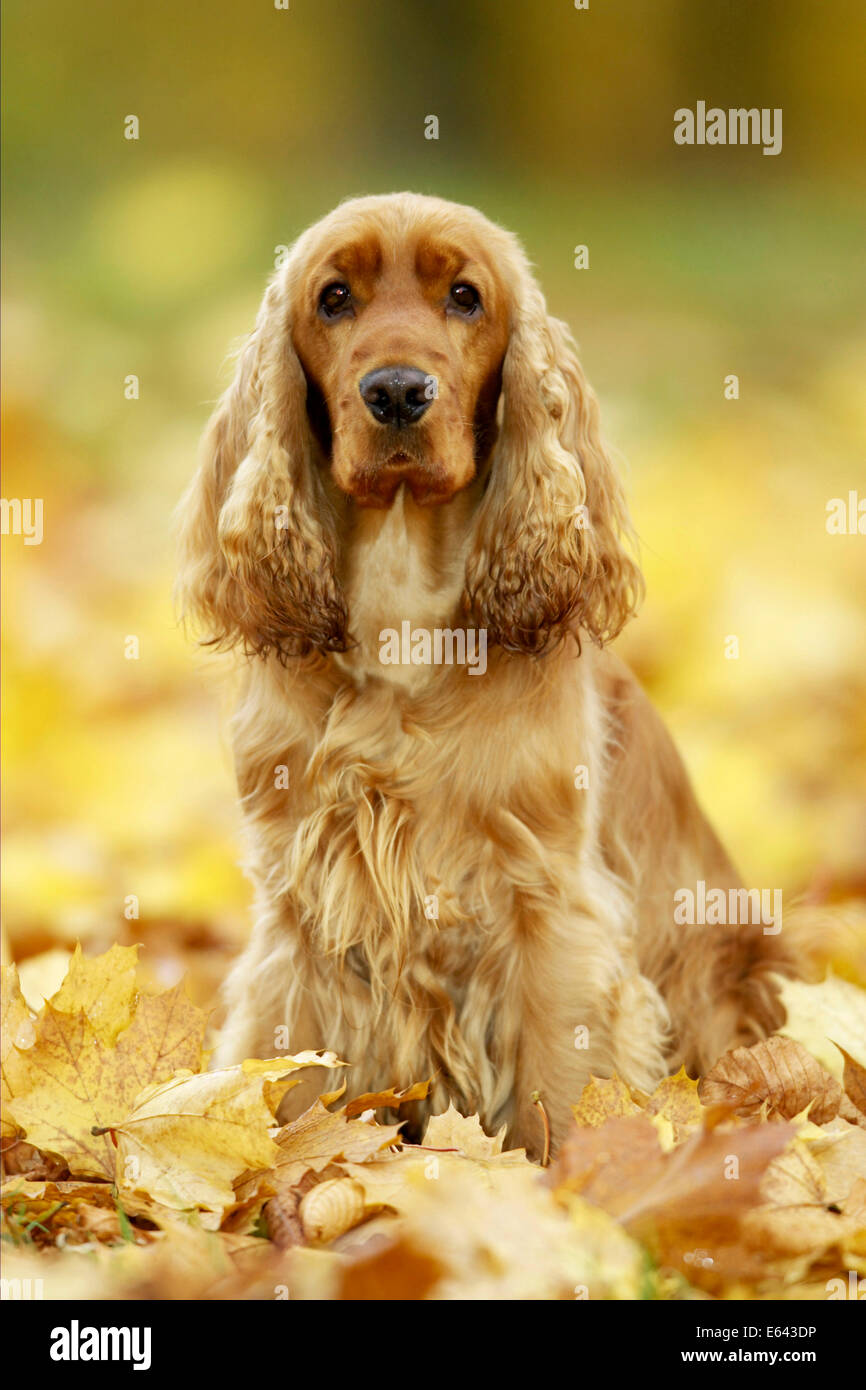 Englischer Cocker Spaniel. Erwachsene sitzen im Herbst Blätter. Deutschland Stockfotografie - Alamy