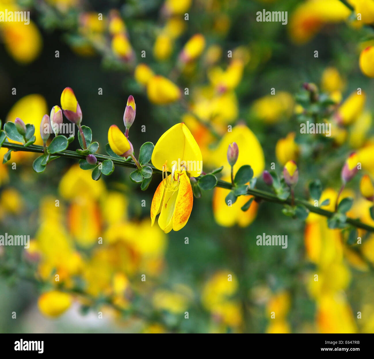 Die gelbe blume blume von cytisus scoparius -Fotos und -Bildmaterial in ...