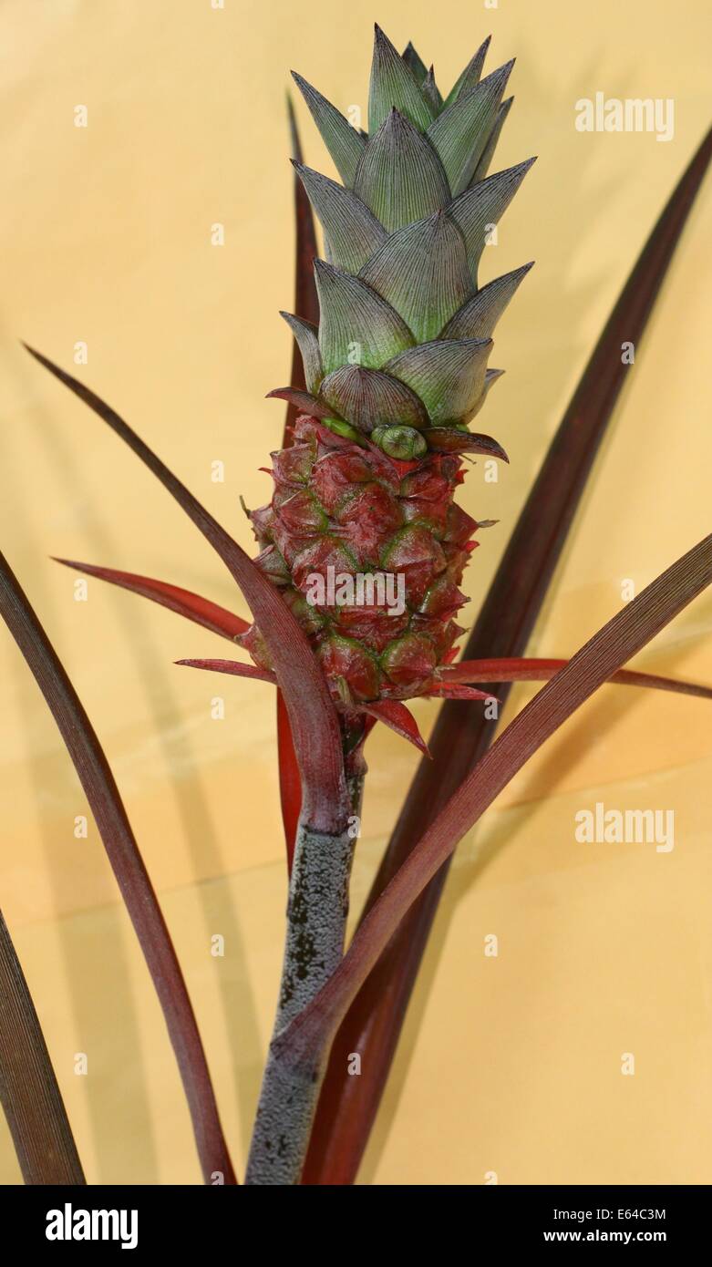 Baby ananas -Fotos und -Bildmaterial in hoher Auflösung – Alamy