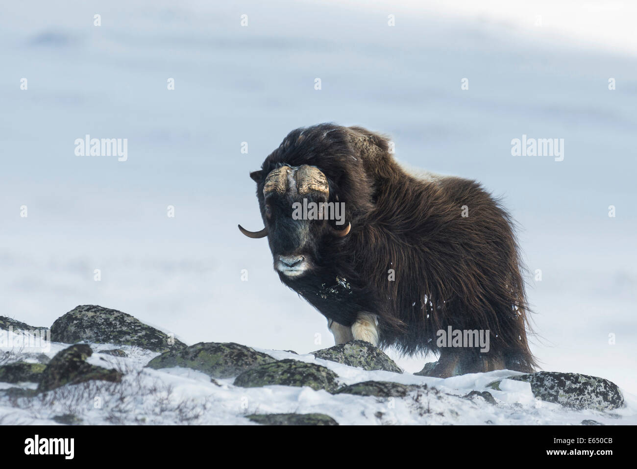 Moschusochsen oder Moschusochsen (Ovibos Moschatus), Dovrefjell ...
