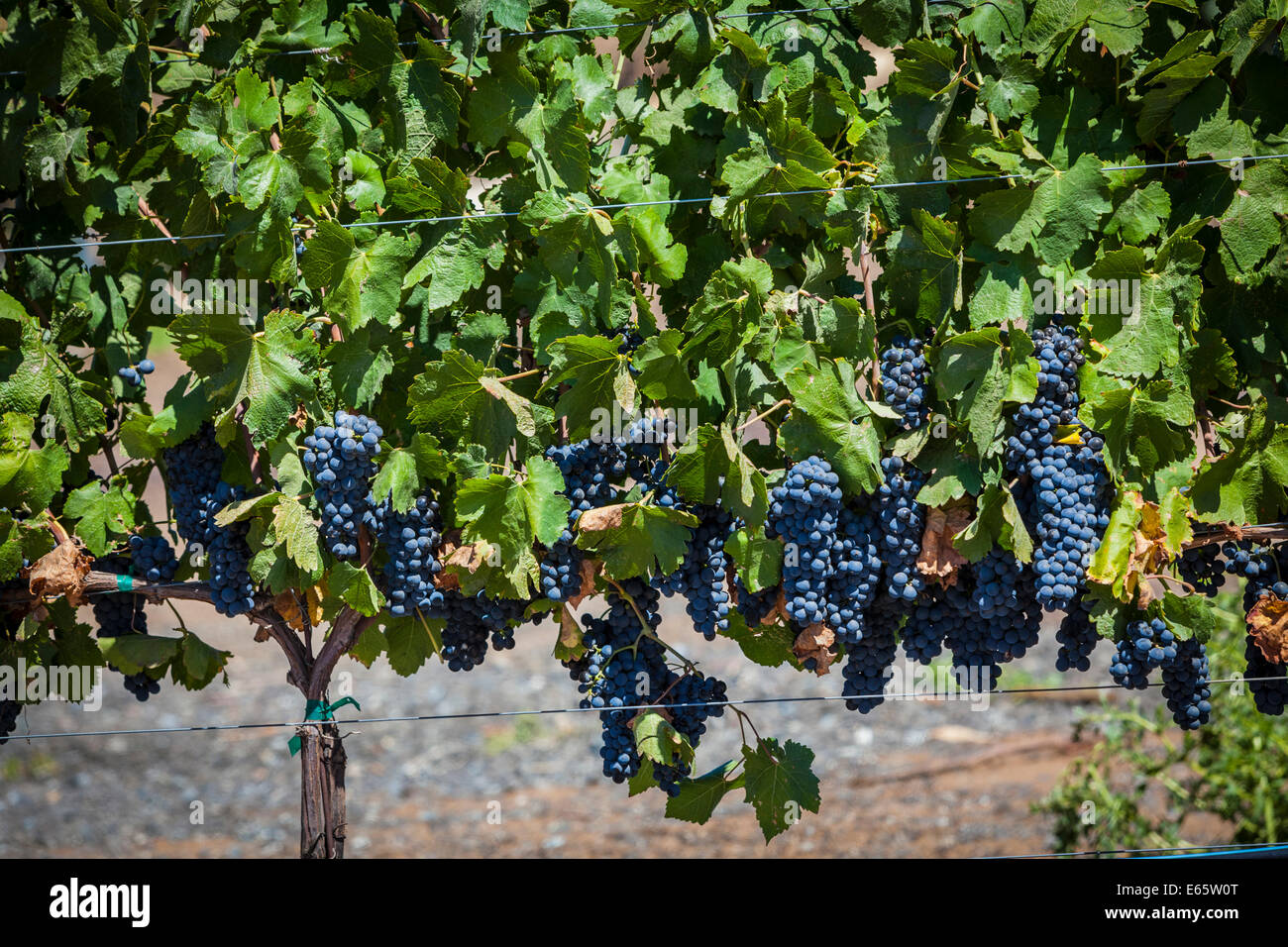Reife Trauben am Rebstock in Temecula Weinbauregion von Südkalifornien ... Reife Trauben am Rebstock in Temecula Weinbauregion von Südkalifornien ...