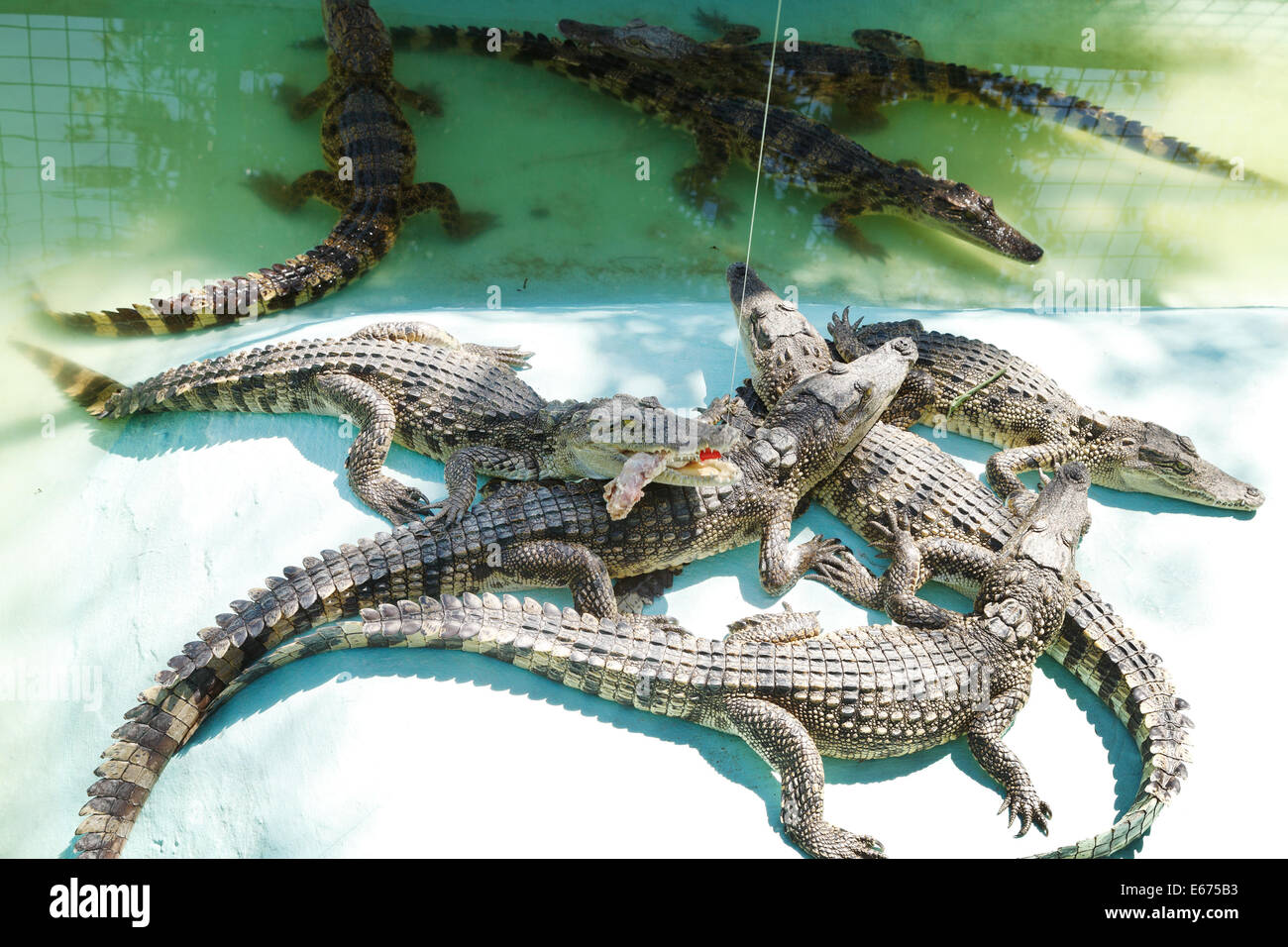 Breeding crocodile farm -Fotos und -Bildmaterial in hoher Auflösung – Alamy