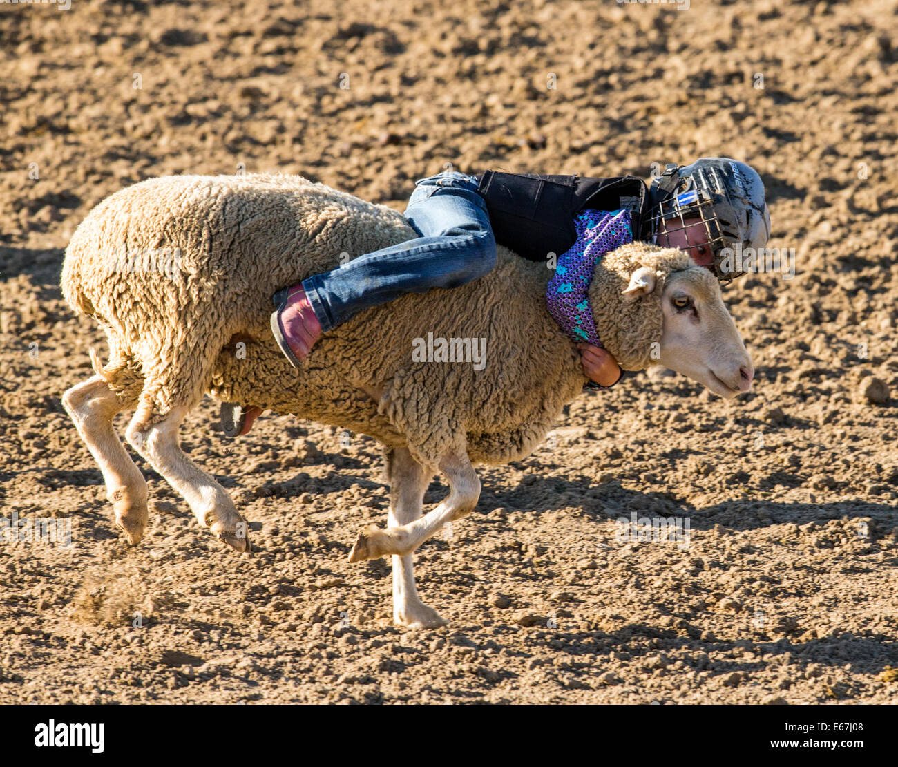 Ein schaf reiten -Fotos und -Bildmaterial in hoher Auflösung – Alamy
