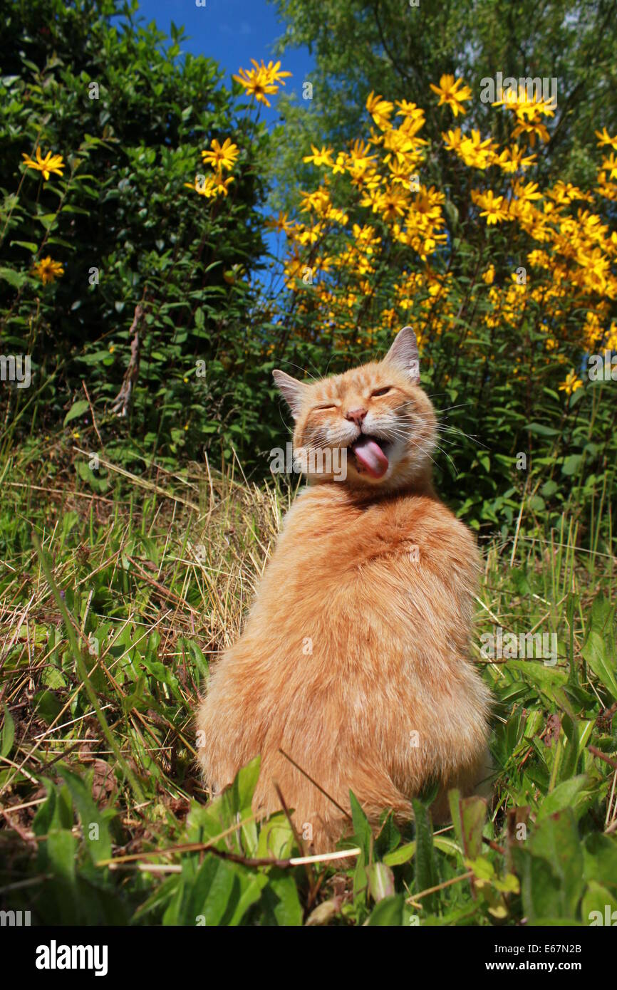 Katze in blumen -Fotos und -Bildmaterial in hoher Auflösung – Alamy