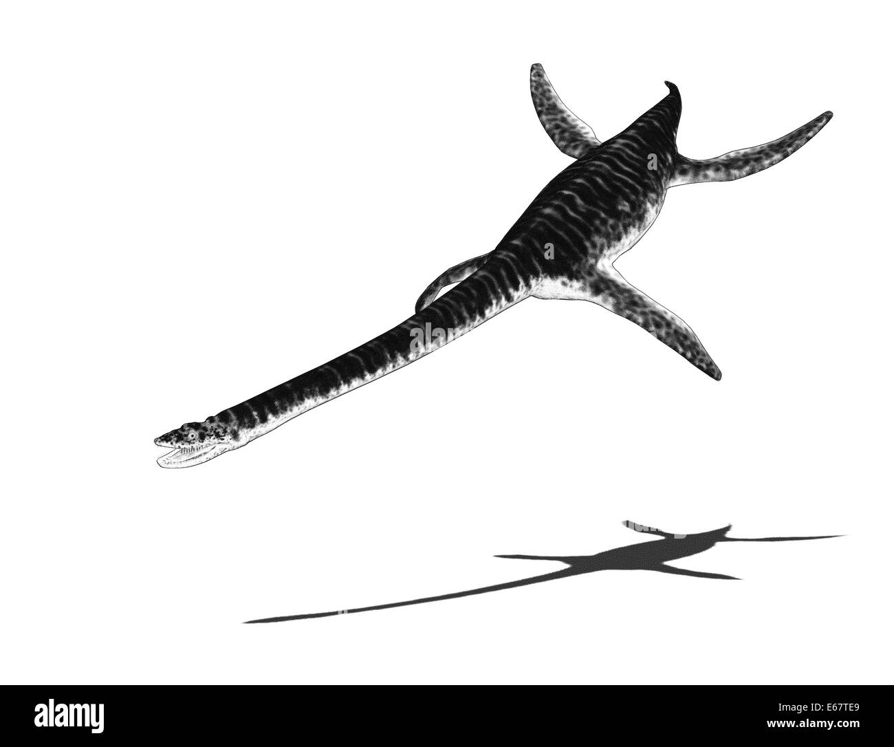 Plesiosaurus dolichodeirus -Fotos und -Bildmaterial in hoher Auflösung ...