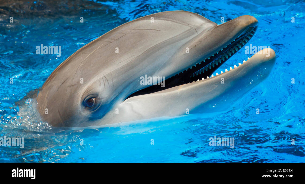 Loro parque dolphin -Fotos und -Bildmaterial in hoher Auflösung – Alamy