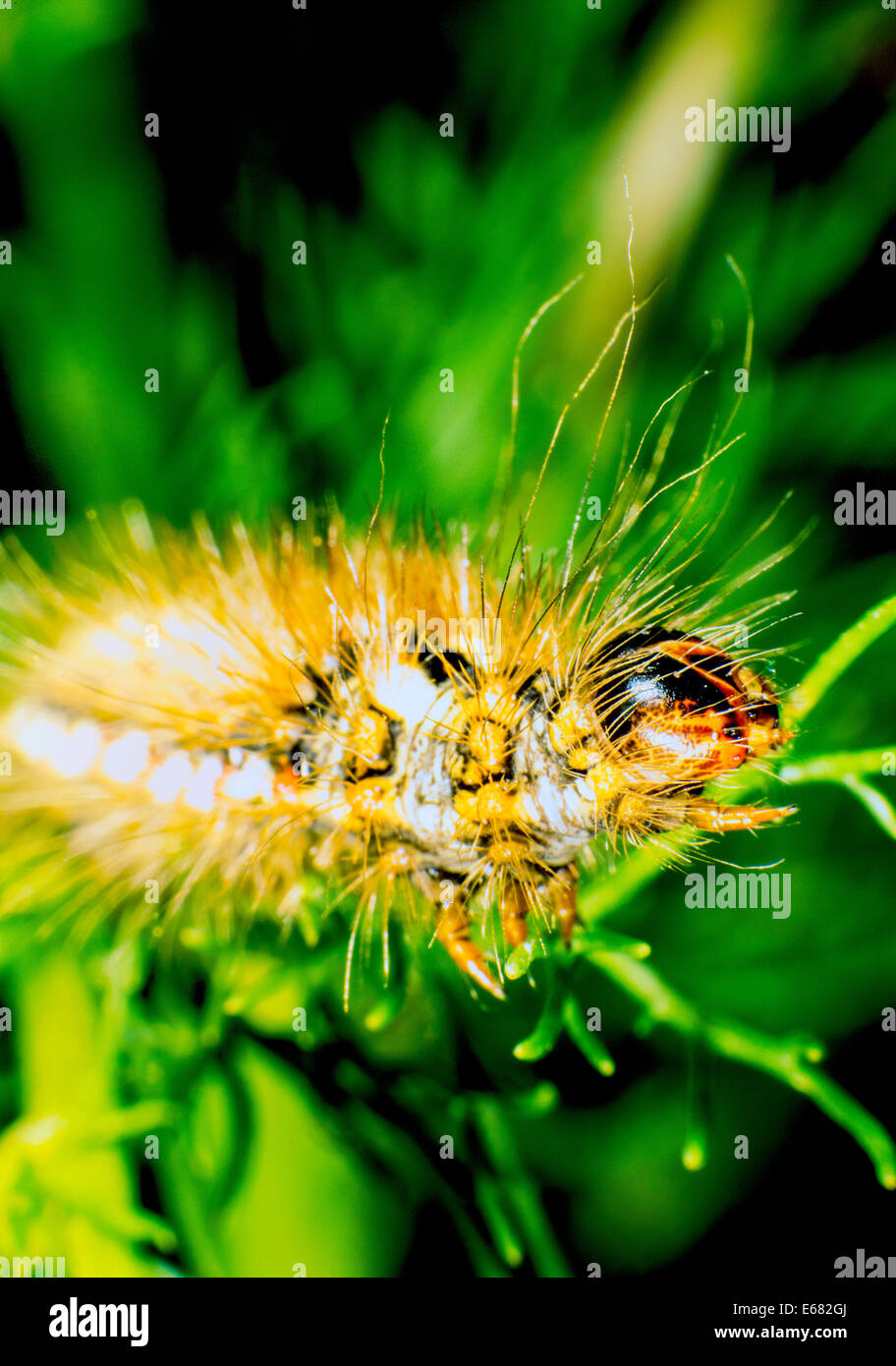 Rote dolchmotte raupe der reeddolch -Fotos und -Bildmaterial in hoher ...