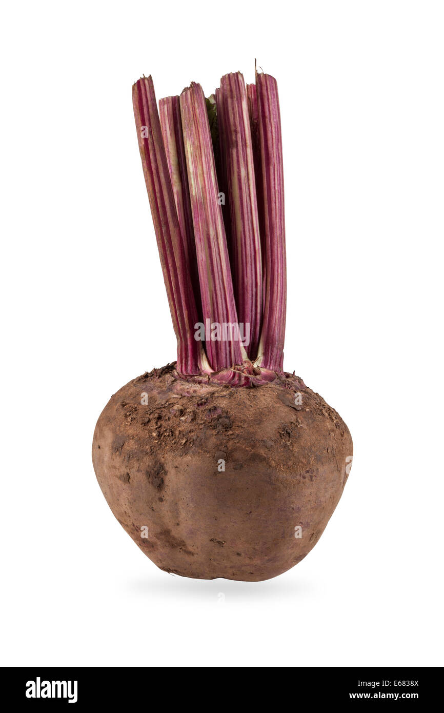 Rote bete beet garten Ausgeschnittene Stockfotos und -bilder - Alamy