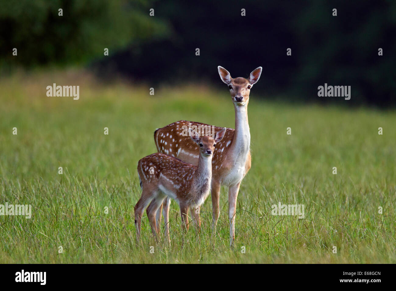 Damhirsch weiblich -Fotos und -Bildmaterial in hoher Auflösung – Alamy