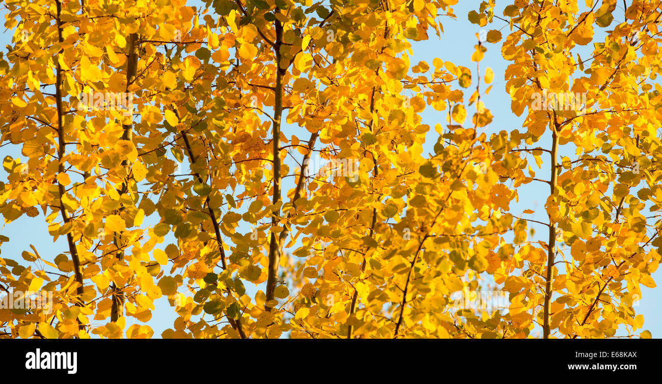 Aspen ( Populus tremula ) Baum Blätter im Herbst , Finnland ...