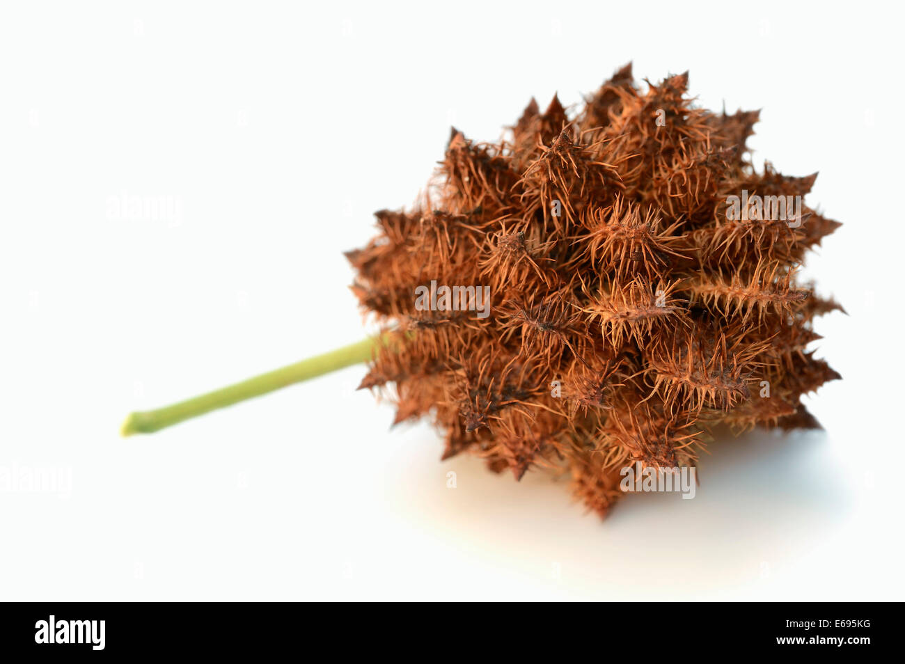 Lakritz glycyrrhiza glabra -Fotos und -Bildmaterial in hoher Auflösung ...