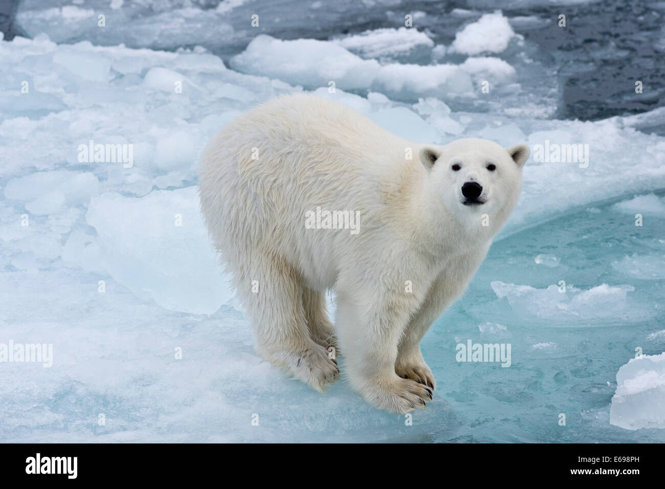 Eisbär Auf Eis Stockfotos und -bilder Kaufen - Alamy