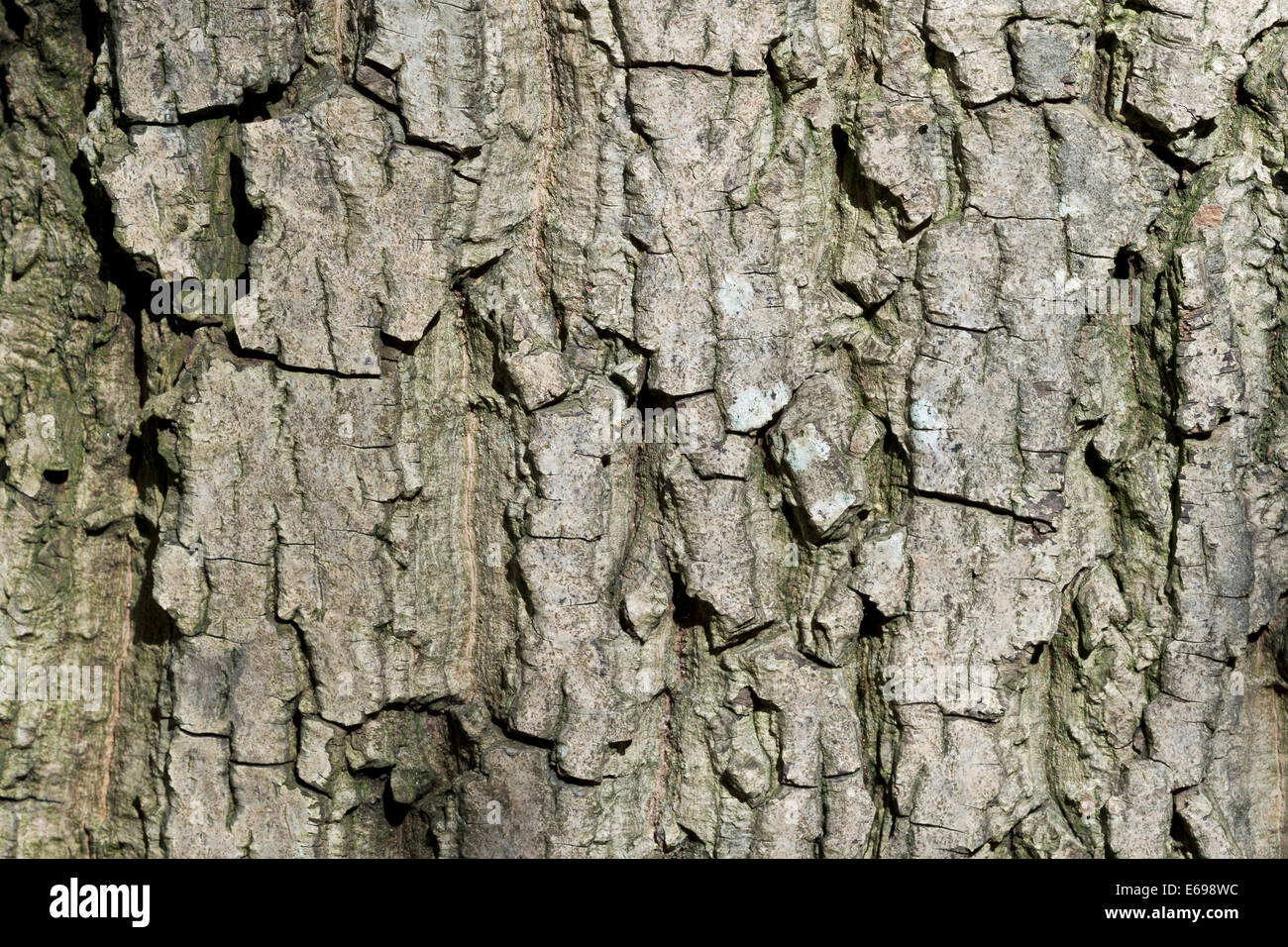 Rinde, gemeinsame Walnussbaum (Juglans Regia), Baden-Württemberg ...
