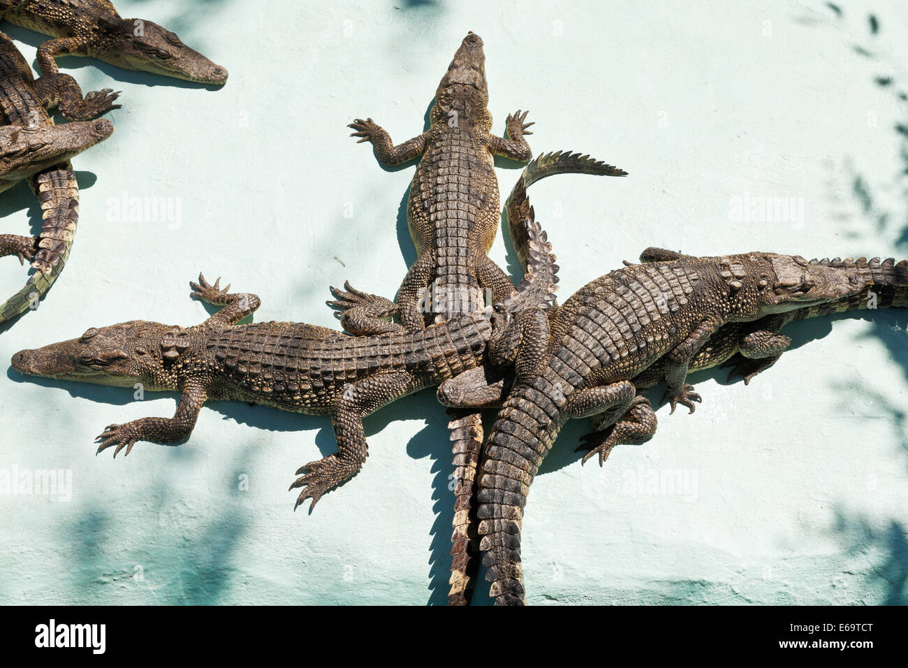 Breeding crocodile farm -Fotos und -Bildmaterial in hoher Auflösung – Alamy