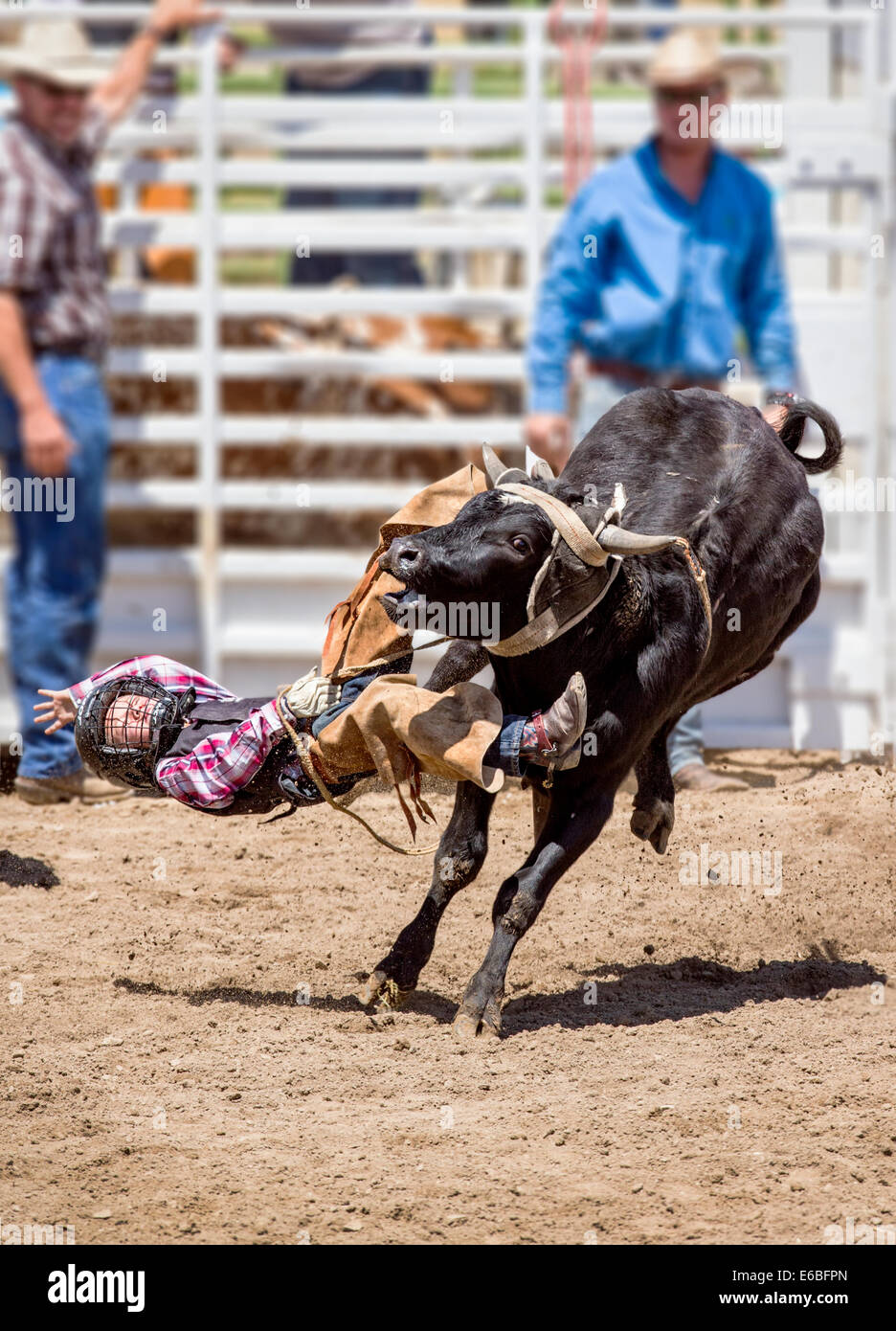 Junger Cowboy Reiten einen kleinen Stier im Wettbewerb Junior Steuern ...
