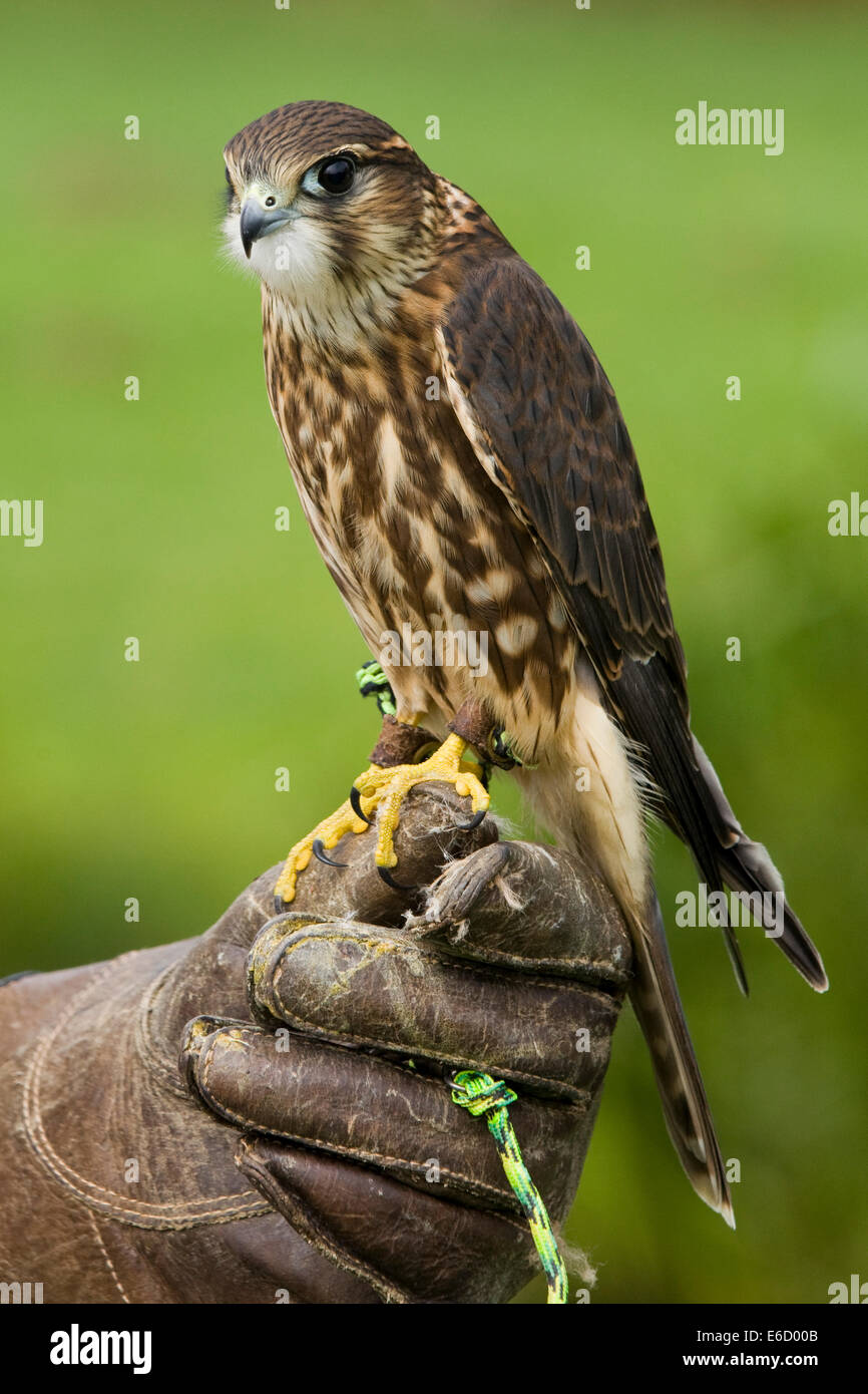 Barbary Falcon (falco Pelegrinoides) Stockfotos und -bilder Kaufen - Alamy