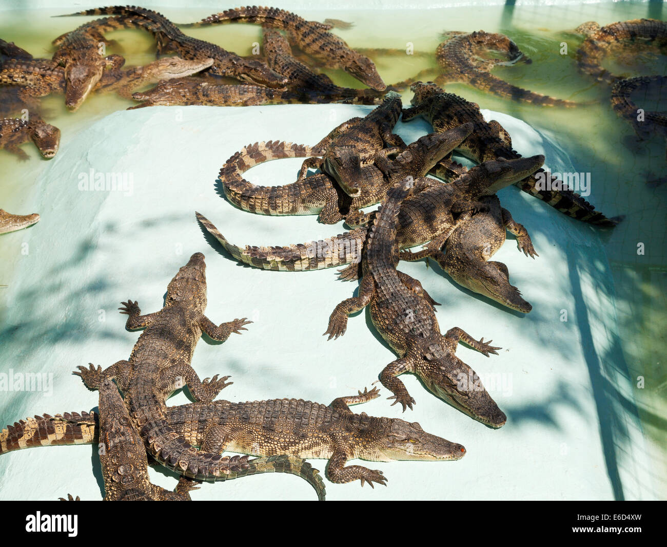 Breeding crocodile farm -Fotos und -Bildmaterial in hoher Auflösung – Alamy