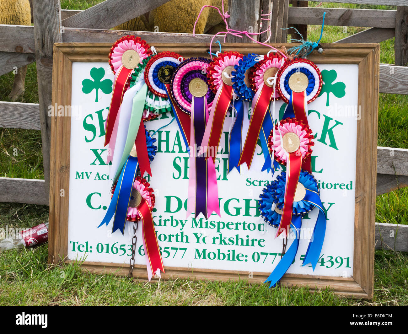 Gewinner rosetten -Fotos und -Bildmaterial in hoher Auflösung – Alamy