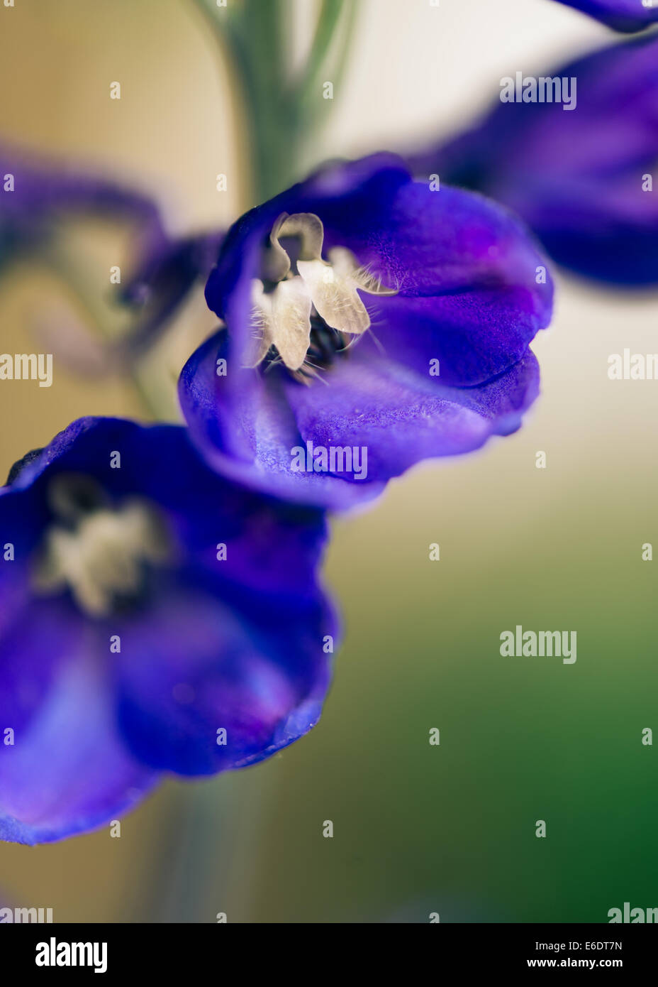 Pazifische blaue farbe -Fotos und -Bildmaterial in hoher Auflösung – Alamy