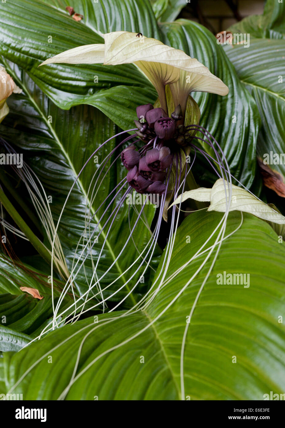 Fledermauspflanze tacca integrifolia -Fotos und -Bildmaterial in hoher ...
