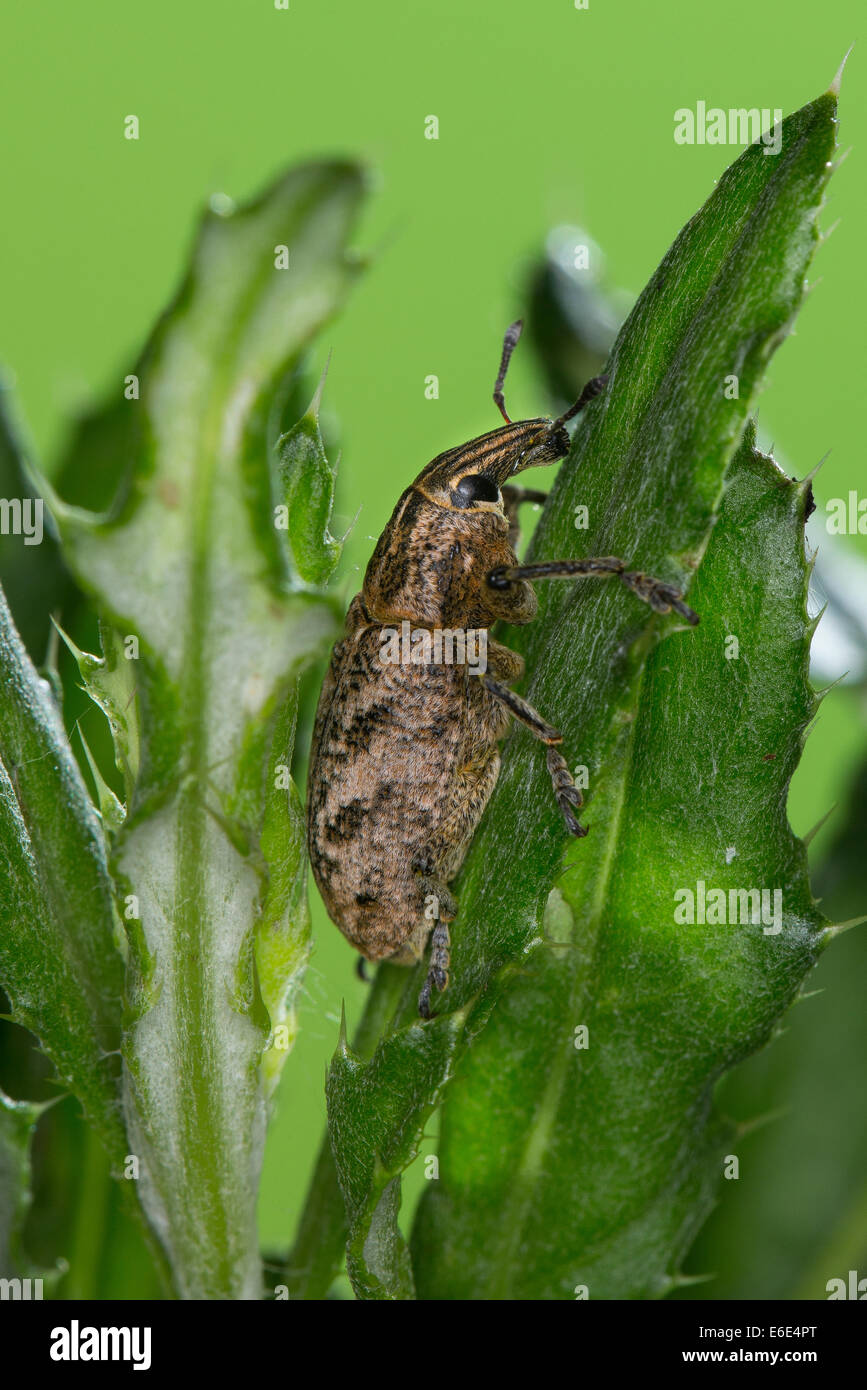 Distel gallenrussler -Fotos und -Bildmaterial in hoher Auflösung – Alamy