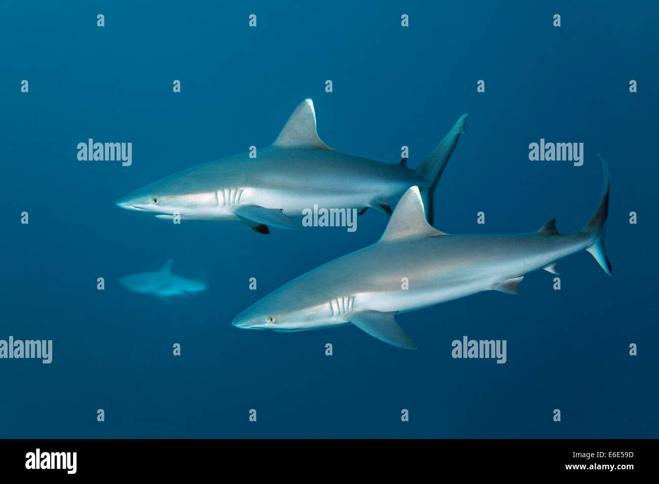 Drei graue Riffhaie (Carcharhinus Amblyrhynchos), Embudu Channel ...