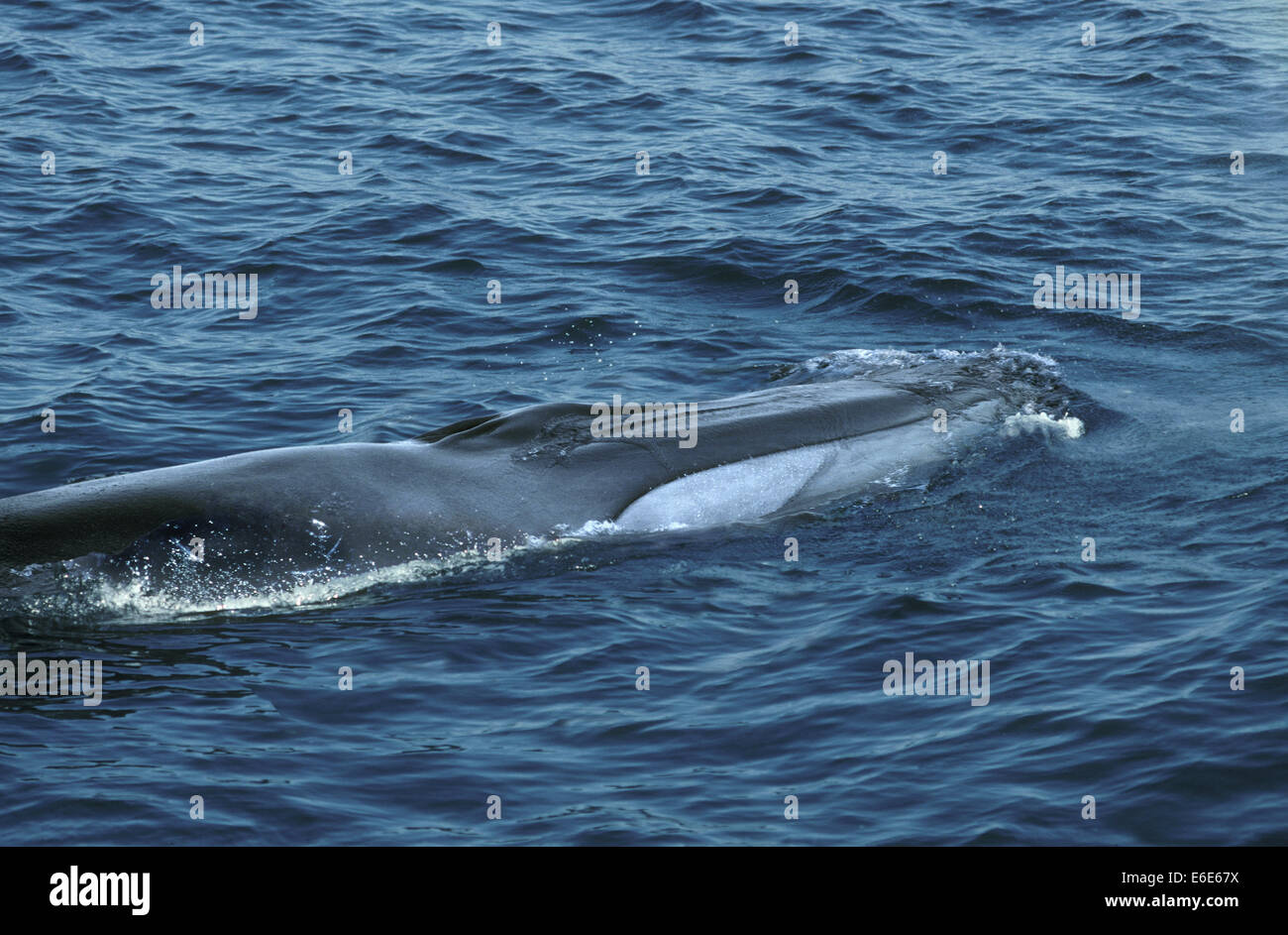 Finnwal balaenoptera physalus -Fotos und -Bildmaterial in hoher ...