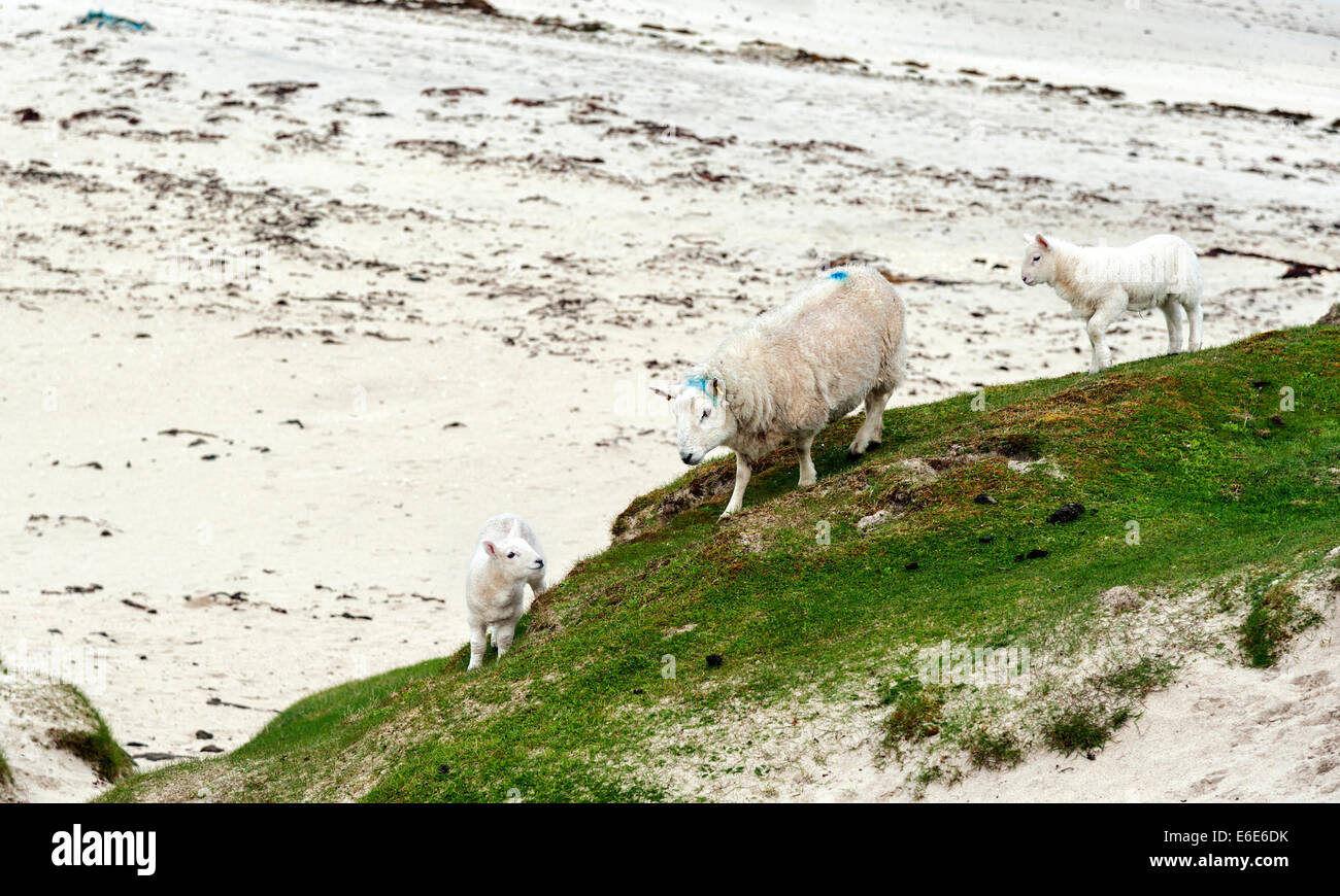 Ein Schafe und ihre Lämmer am Strand von Port Na Ba auf der Isle of ...